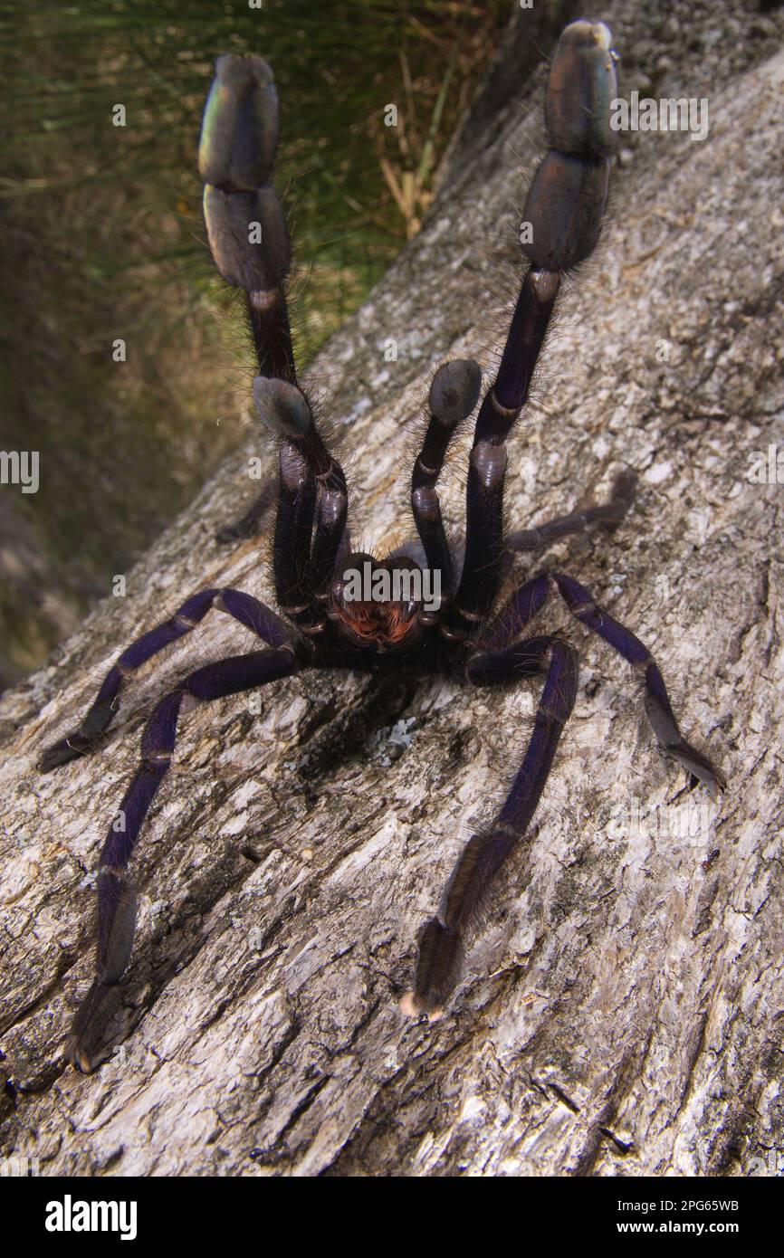 Other animals, Spiders, Arachnids, Animals, Tarantulas, Wolf spiders ...