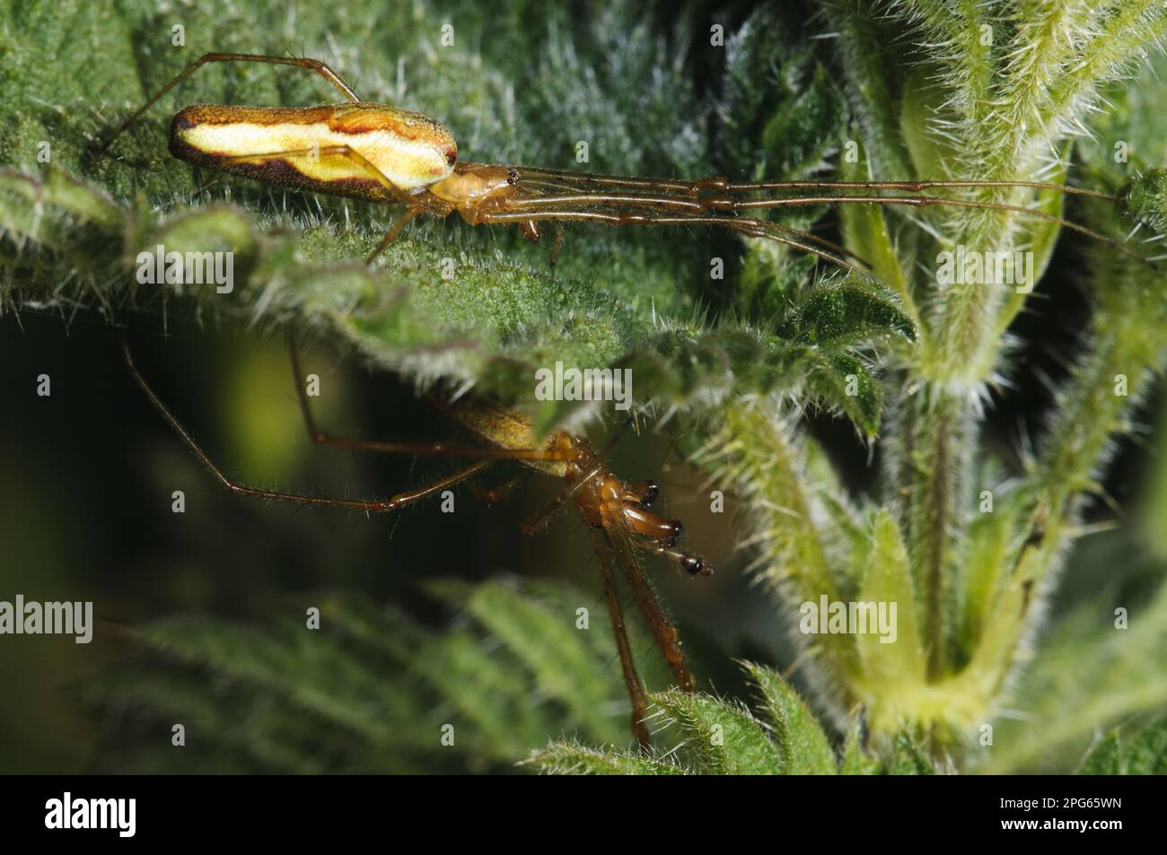 Common Stretch Spider (Tetragnatha extensa) two adults, resting on ...