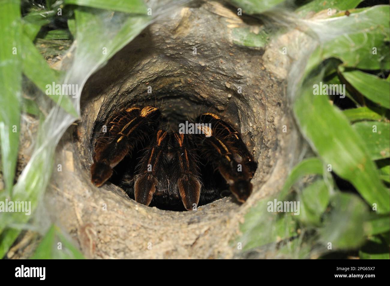 Tarantulas (Theraphosidae), Other animals, Spiders, Arachnids, Animals ...