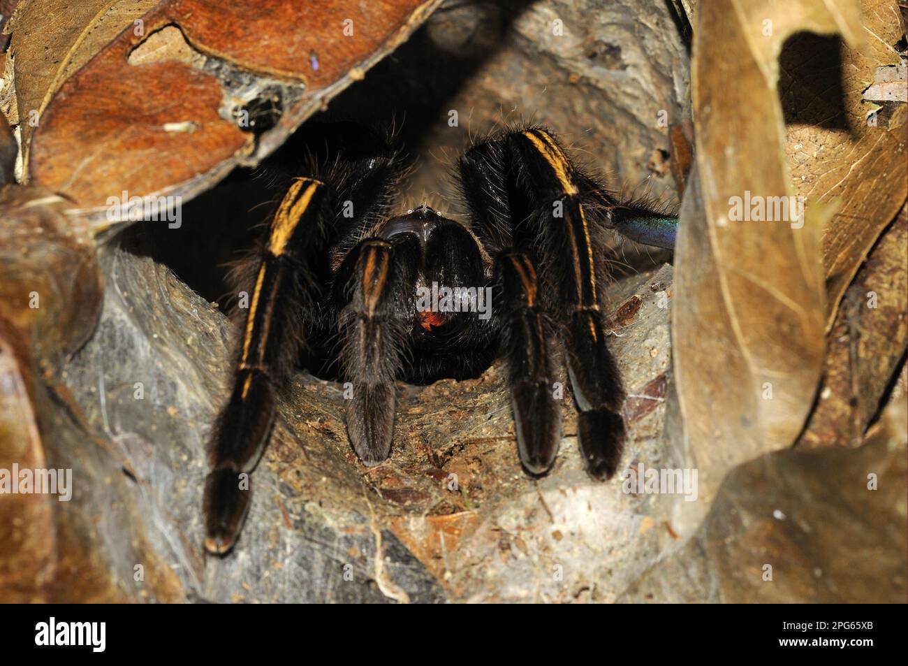 Tarantula (Theraphosidae sp.) adult, hunting at the entrance of the ...