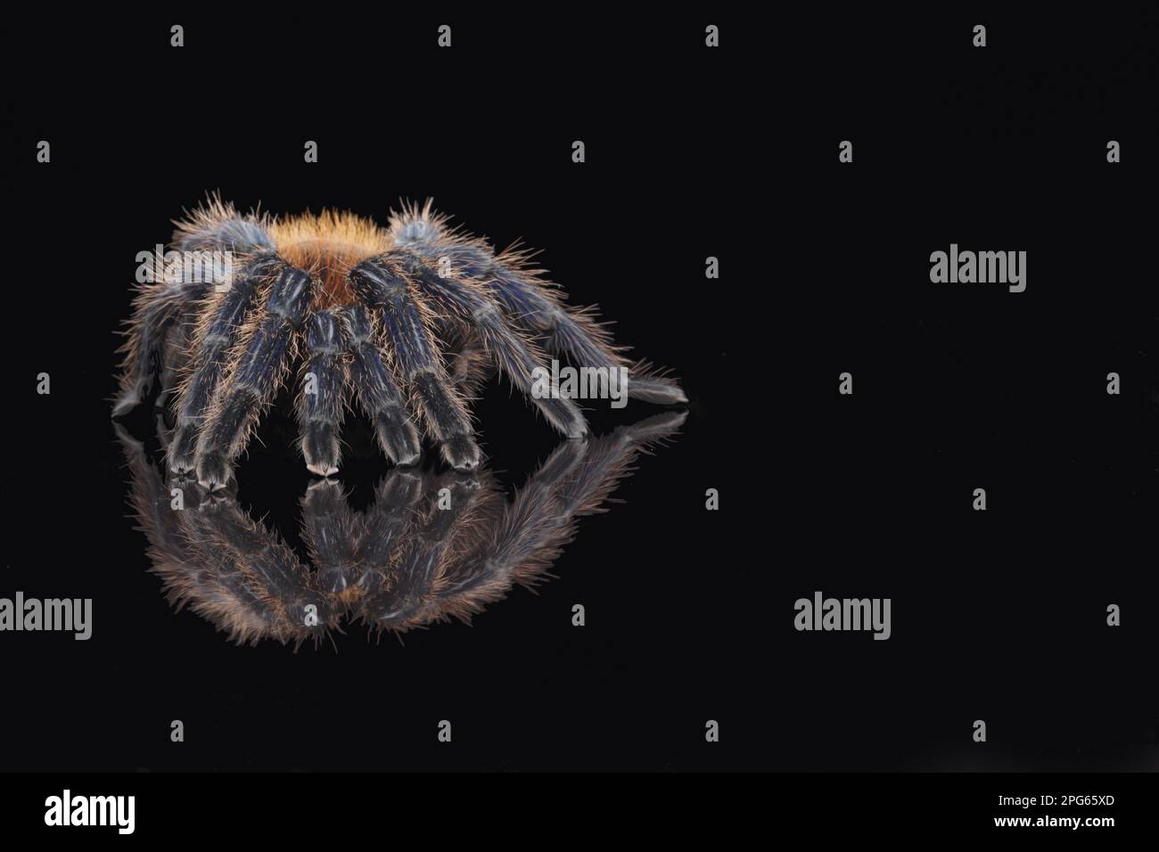 Venezuelan bird spiders hi-res stock photography and images - Alamy