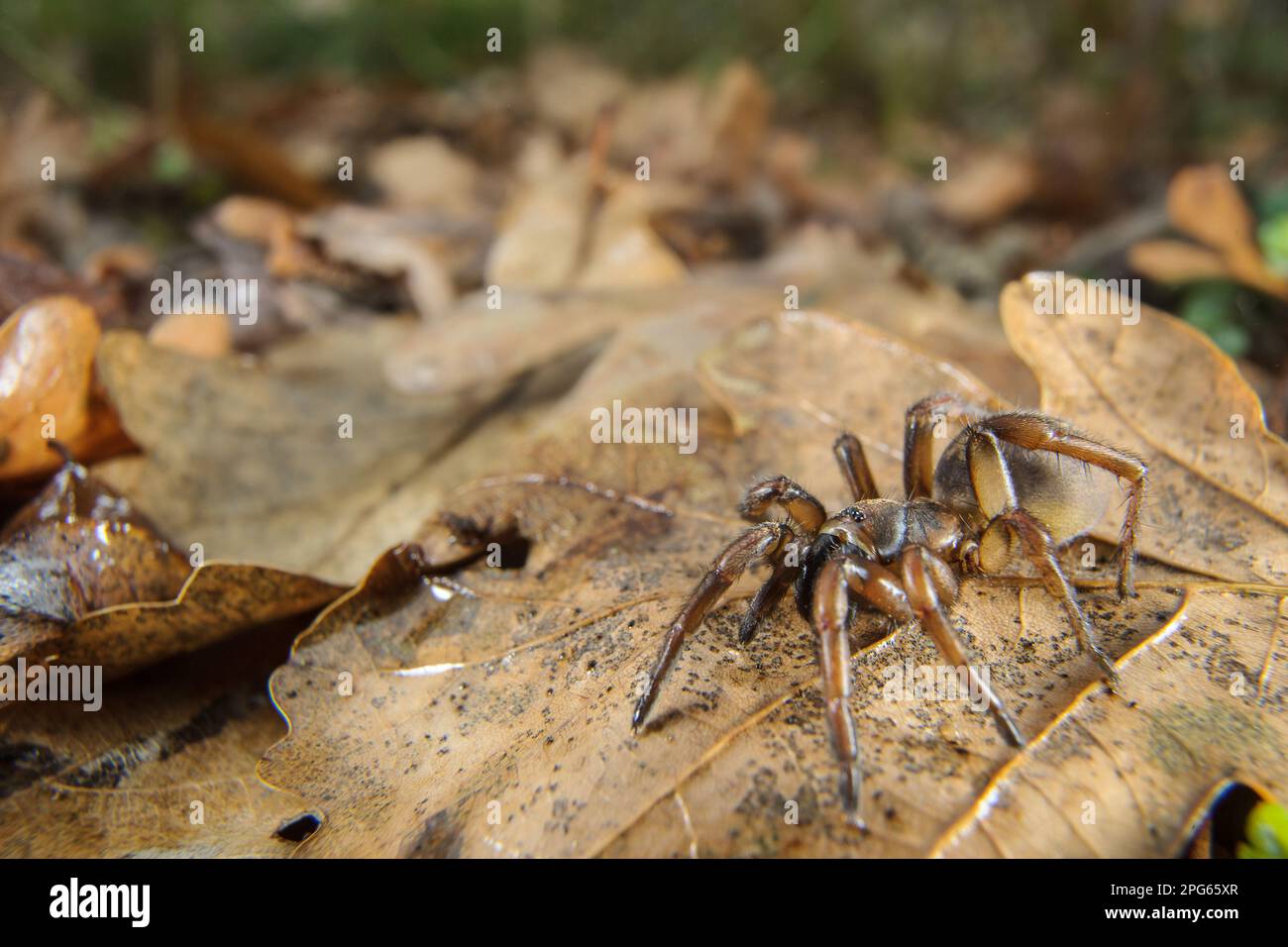 Trapdoor Spider (Nemesia sp.) new undescribed species, adult, on leaf ...