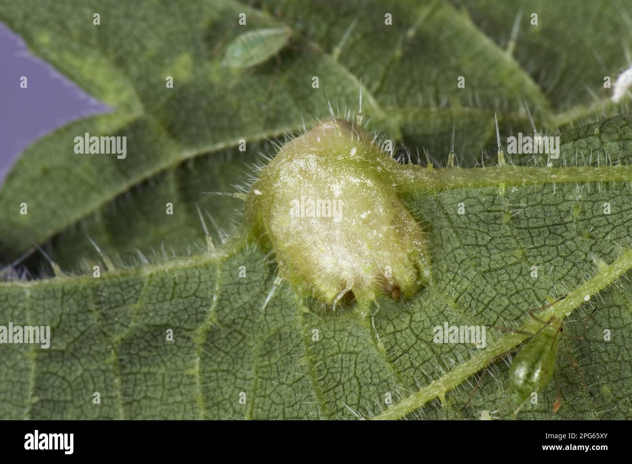 Nettle leaf gall caused by a midge, Dasineura urticae, on the underside ...