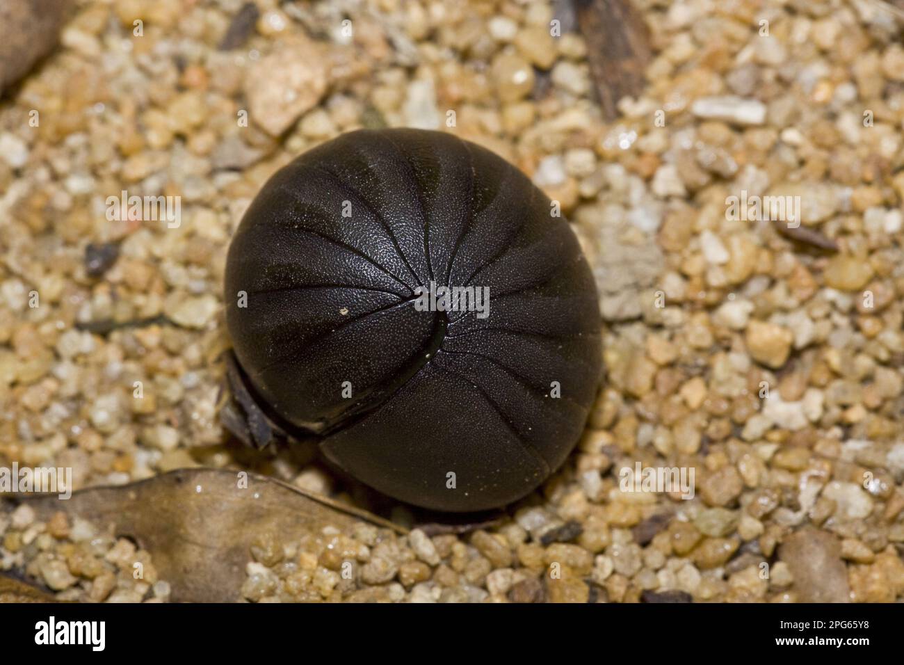 Black Pill Millipede, Spirobolida Madagascar Stock Photo - Alamy