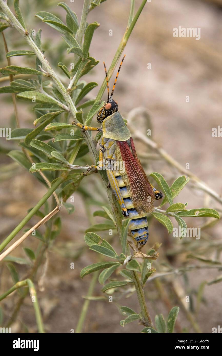 Gaudy grasshoppers (Pyrgomorphidae), Other animals, Insects, Animals ...