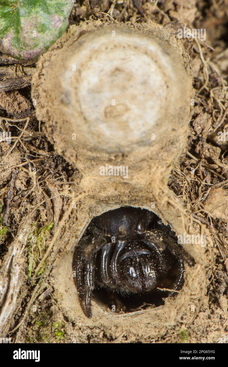 Trapdoor spider europe hi-res stock photography and images - Alamy