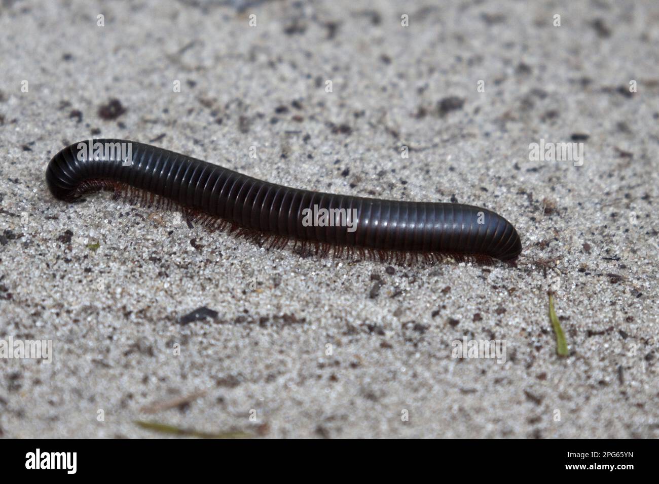Millipedes, Millipedes, Millipedes, Other animals, Animals, Giant ...