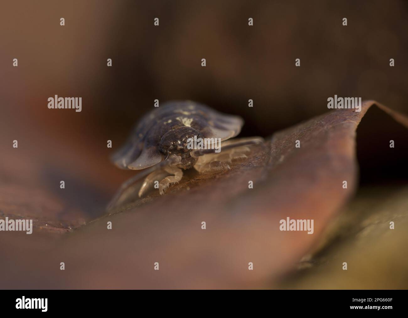 Common Woodlouse (Oniscus asellus) adult, on fallen leaf, Sheffield ...