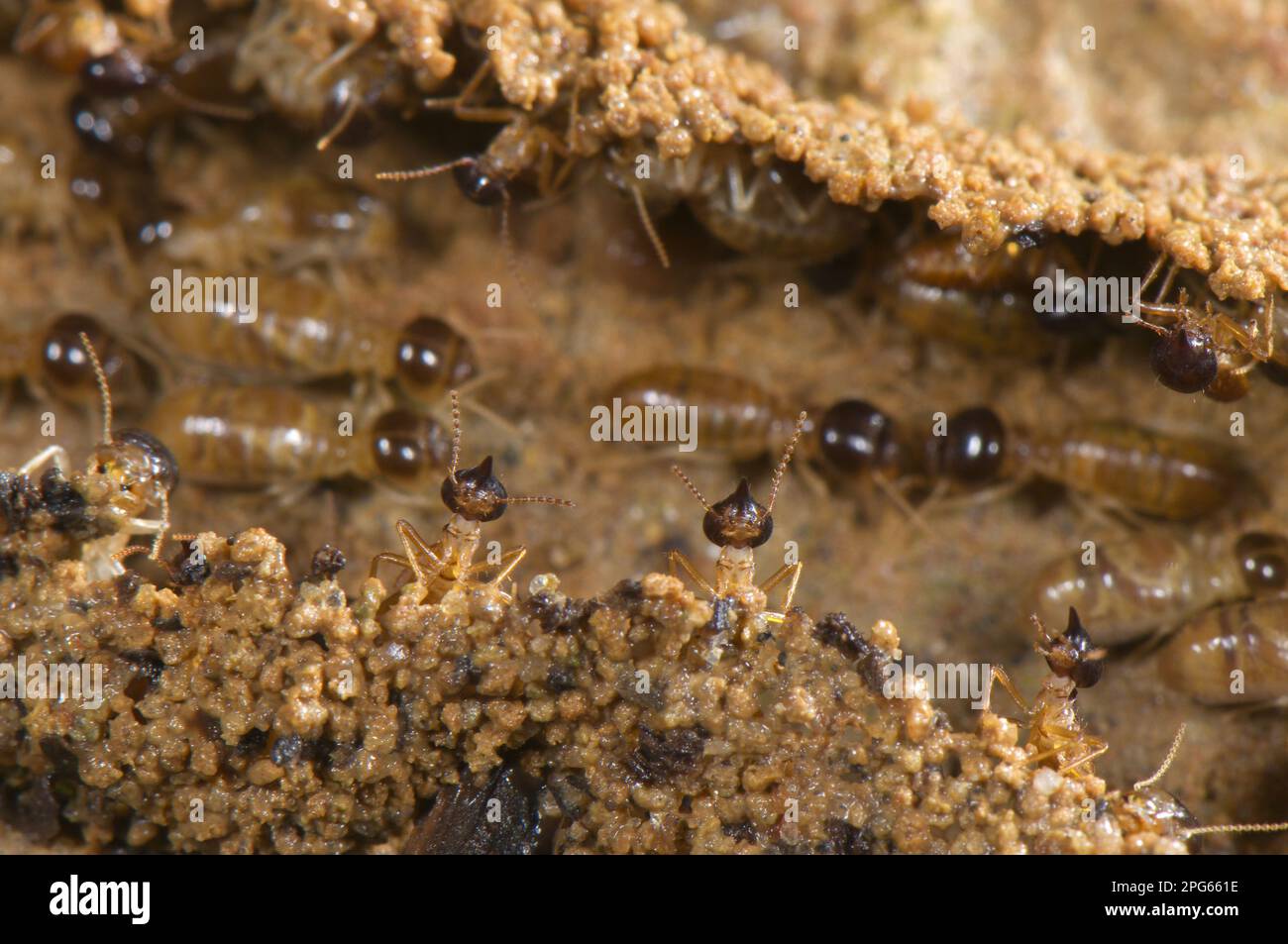 Termite soldiers hi-res stock photography and images - Alamy