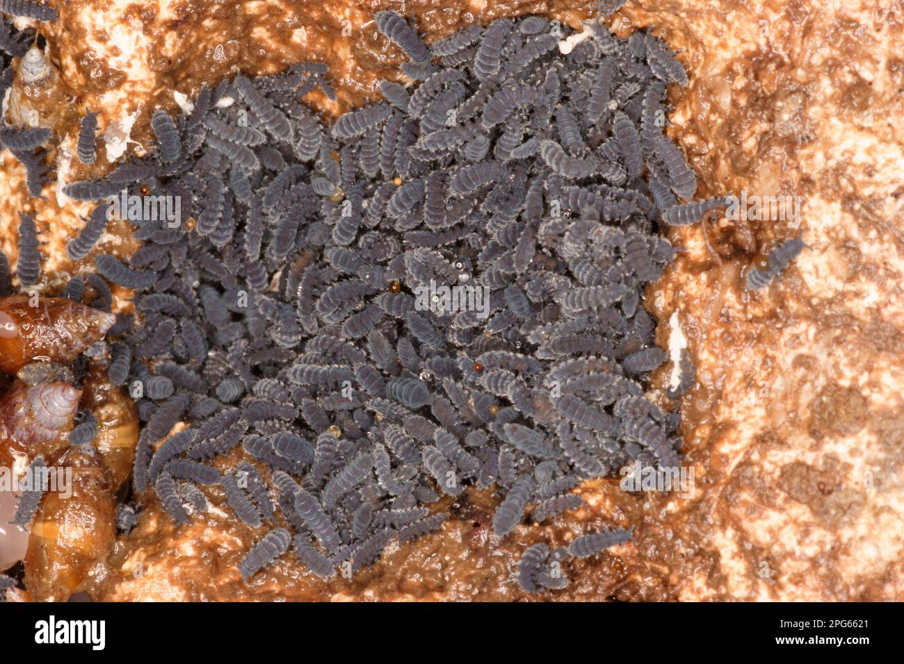 Rockpool Springtail (Anurida maritima) group, in shallow pool on rocky ...