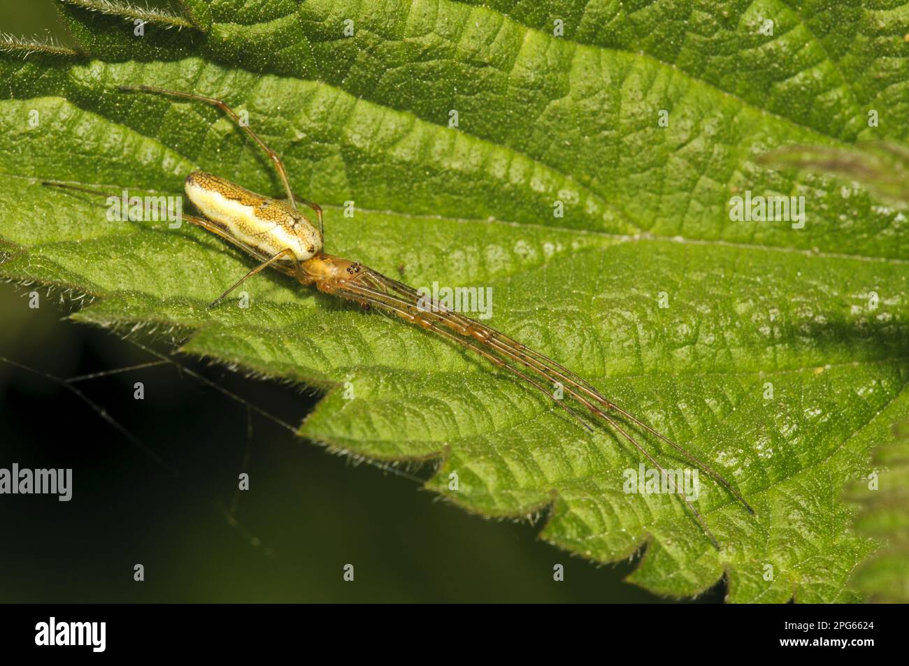 Common Stretch Spider (Tetragnatha extensa) adult, resting on Stinging ...