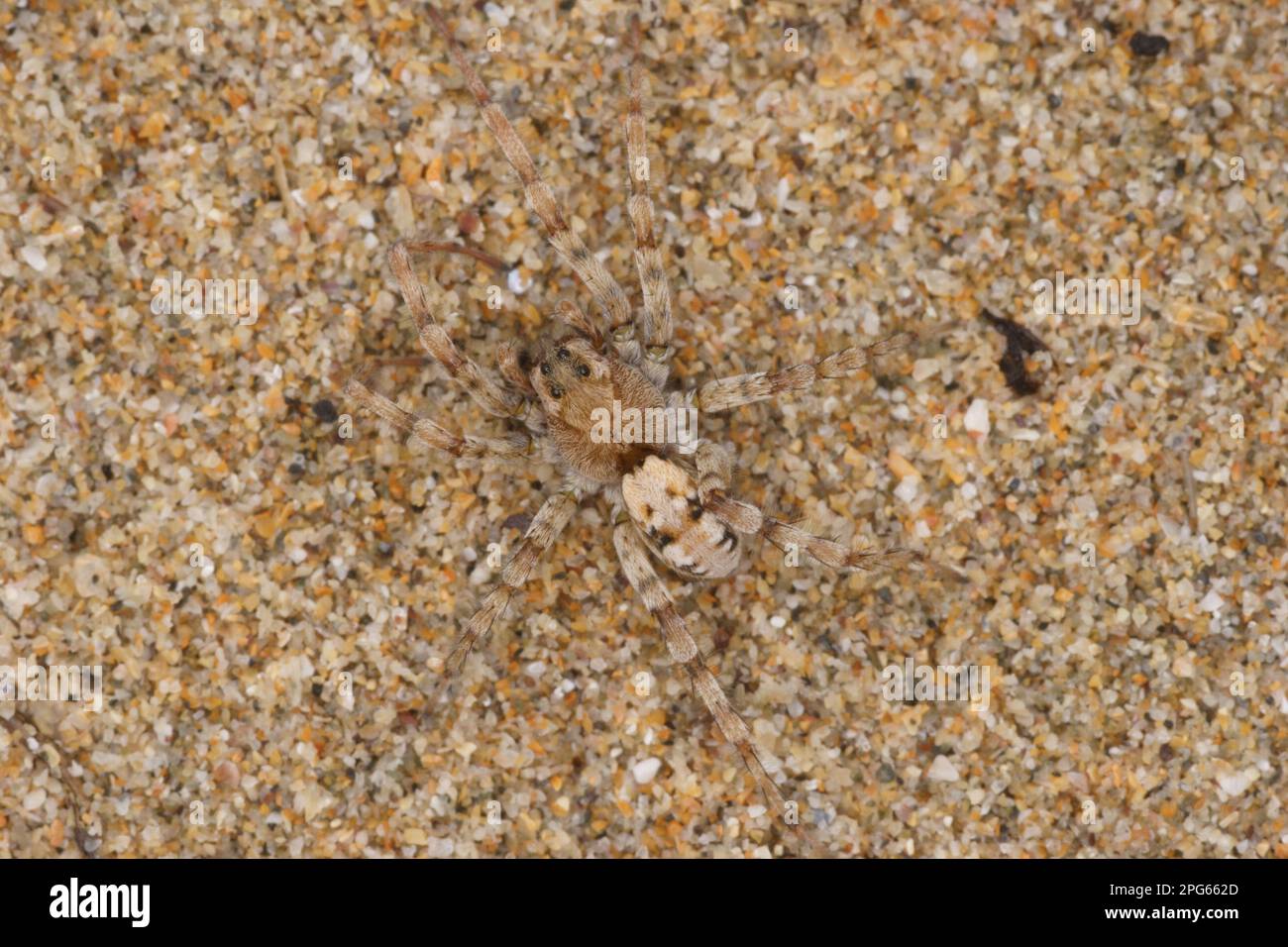 Other animals, Spiders, Arachnids, Animals, sand wolfspider (Arctosa ...