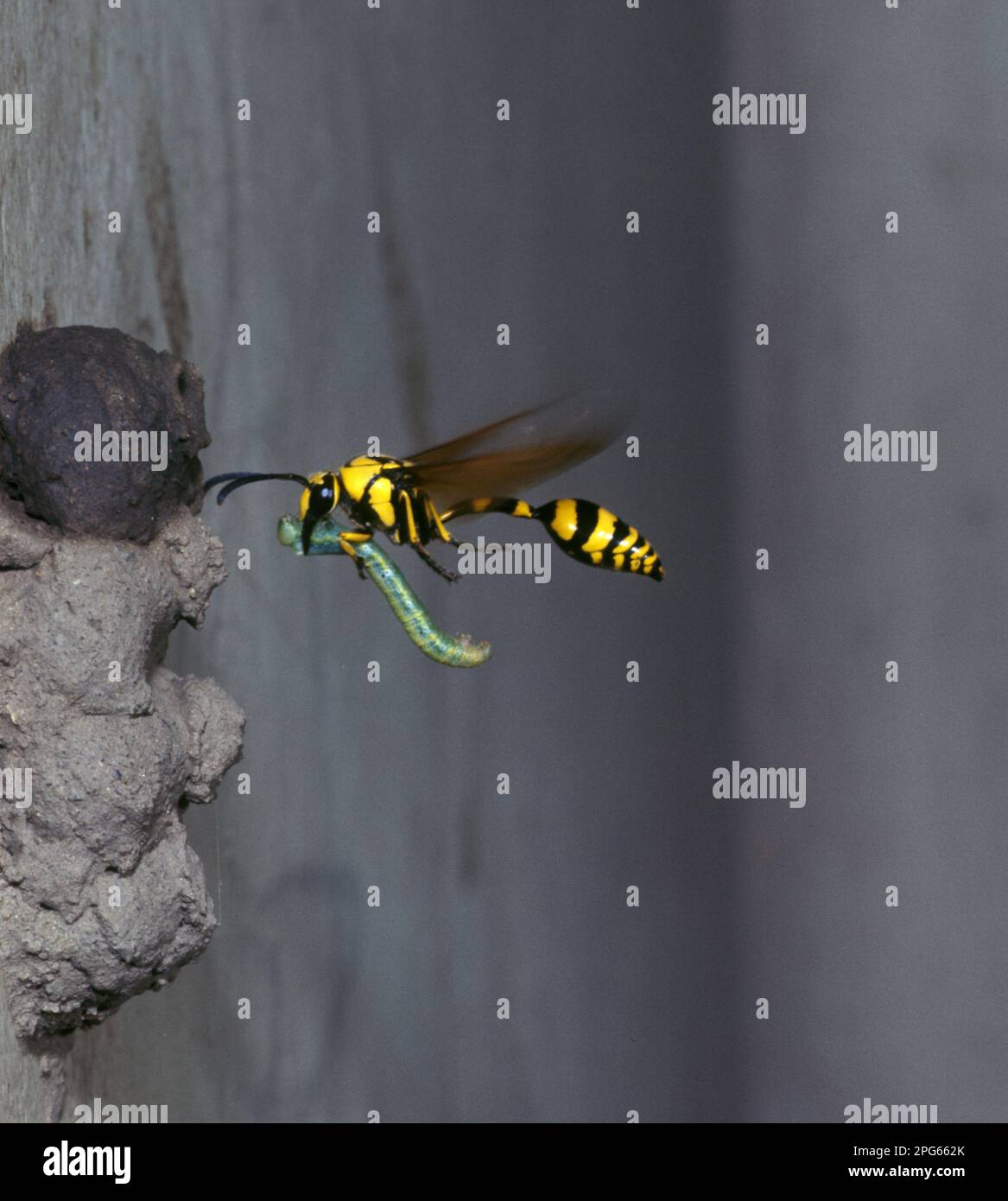 Clay Wasp, social wasp (Vespidae), Other animals, Insects, Animals ...