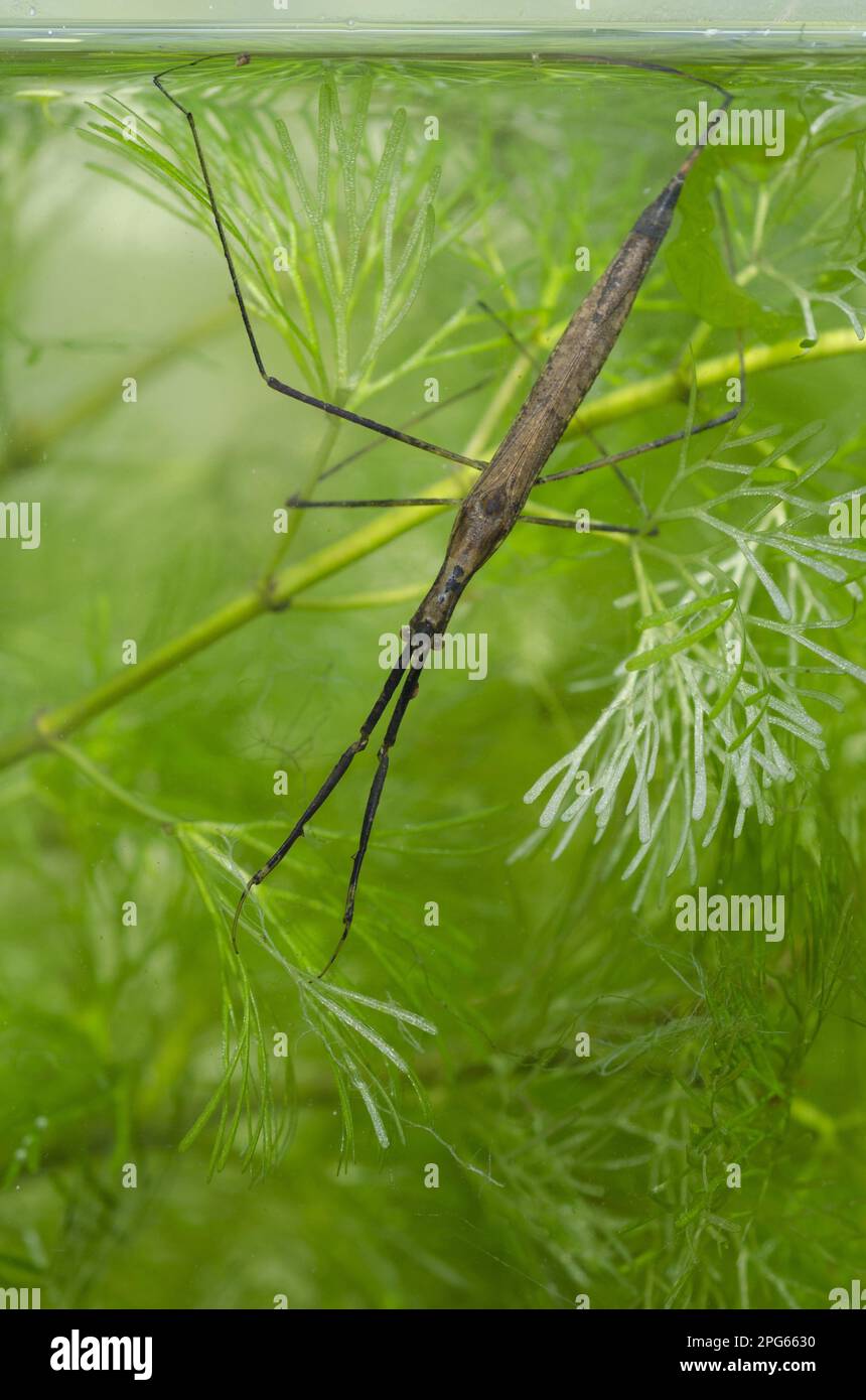 Water stick insect (Ranatra linearis), adult, breathing through a 'tail ...