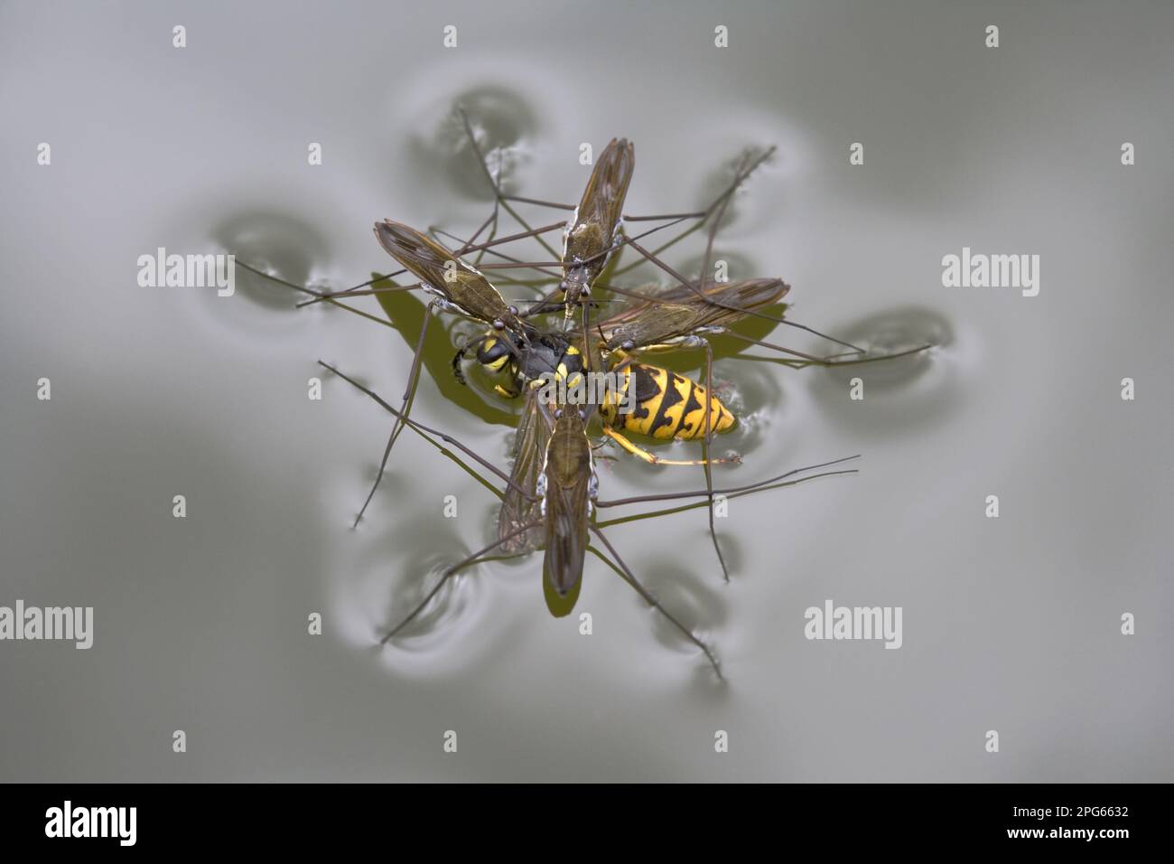 Common pond skater (Gerris lacustris) four adults feeding on a common ...