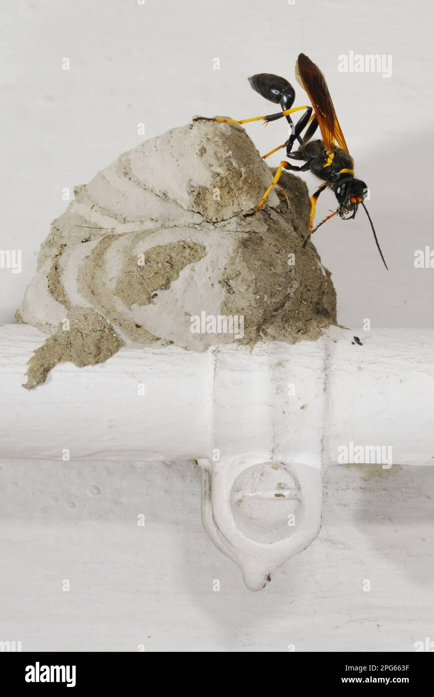 Asian wasp hi-res stock photography and images - Alamy