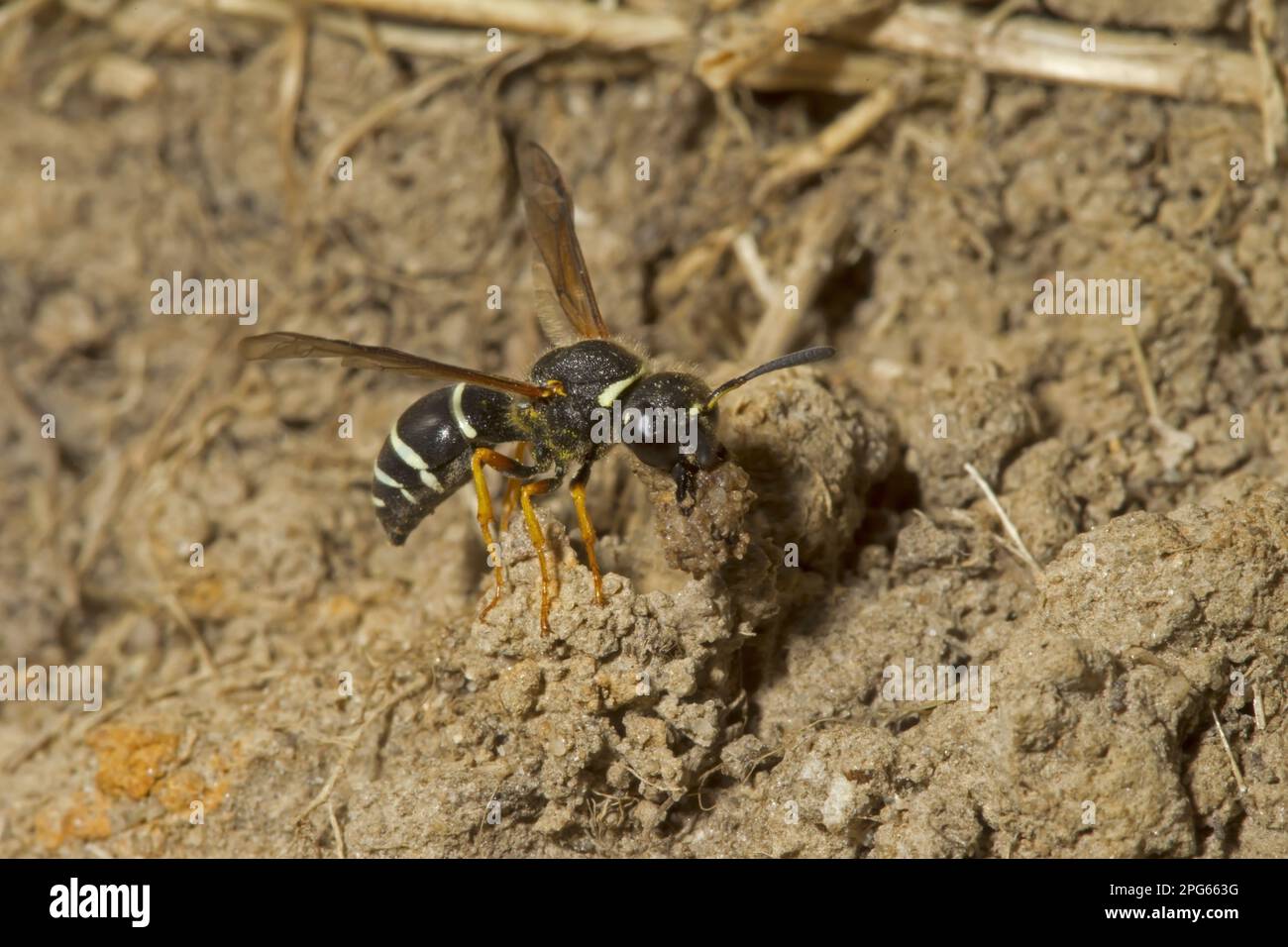 Fen Mason Wasp (Odynerus simillimus) adult, carrying mud away from ...