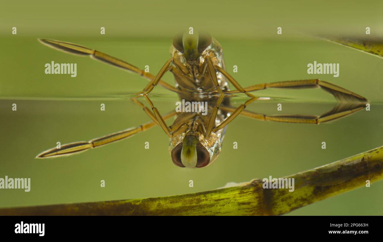 Common Water Boatman (Notonecta glauca) adult, at surface of water ...