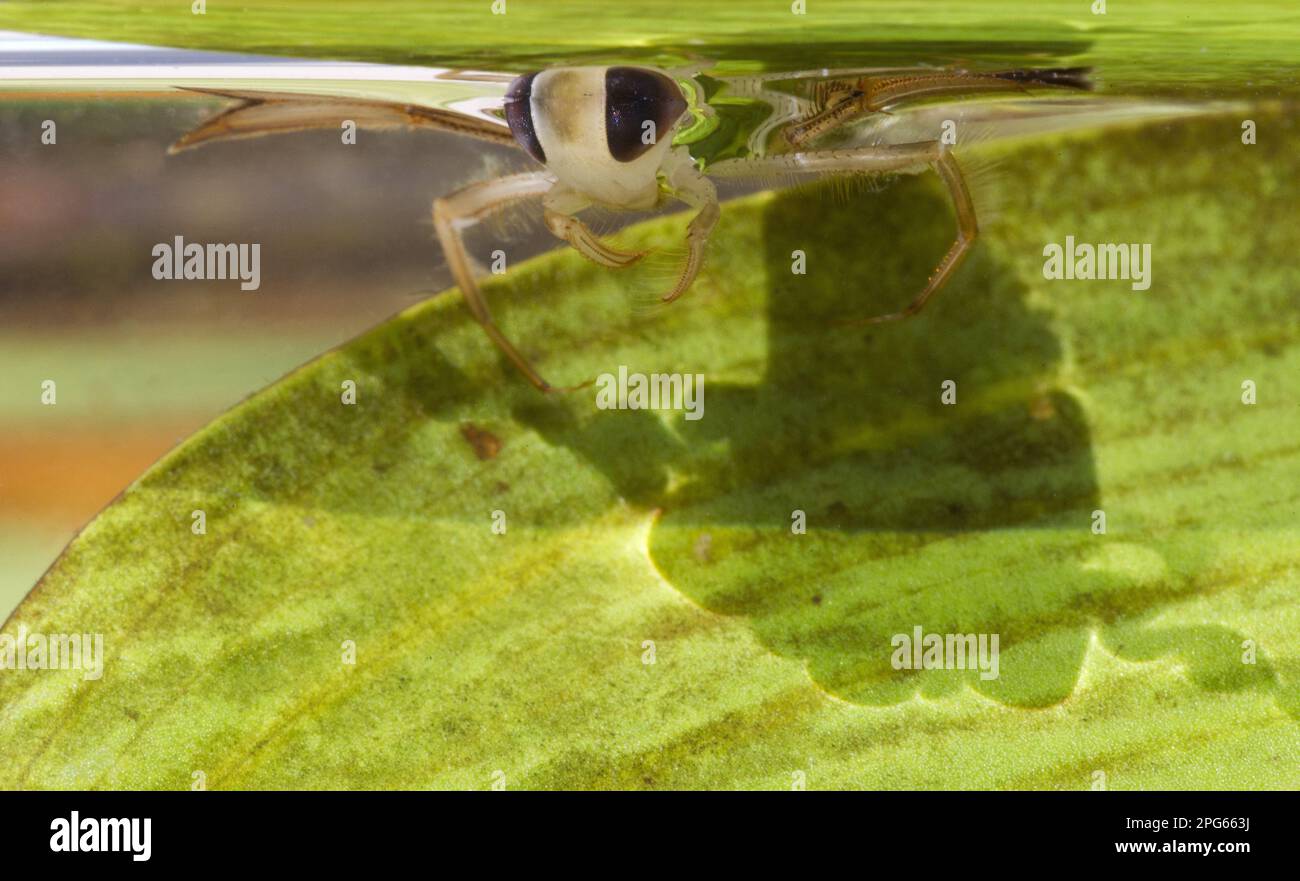 Lesser Water Boatman (Corixa punctata) adult, at surface of water ...