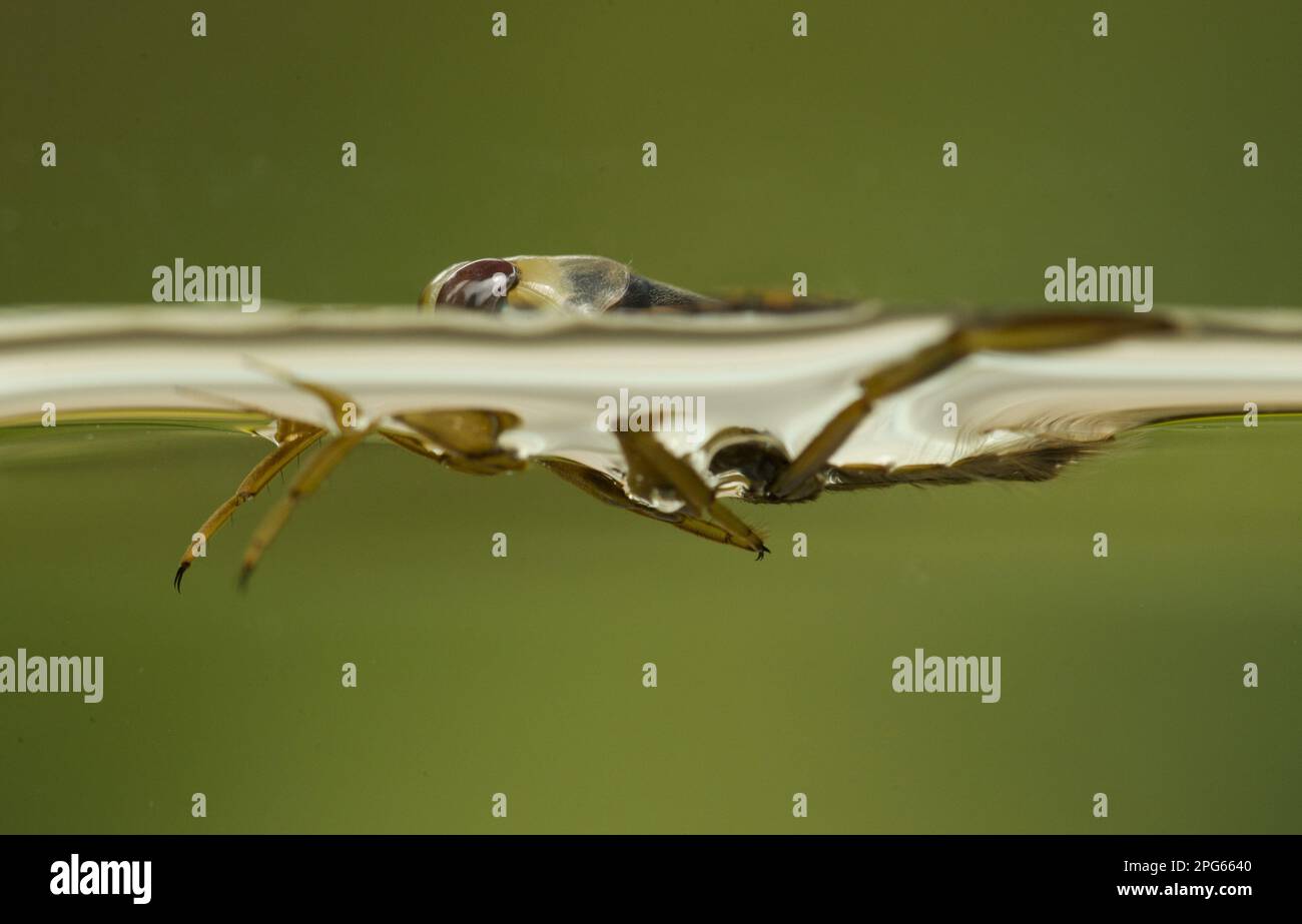 Common Water Boatman (Notonecta glauca) adult, at surface of water ...