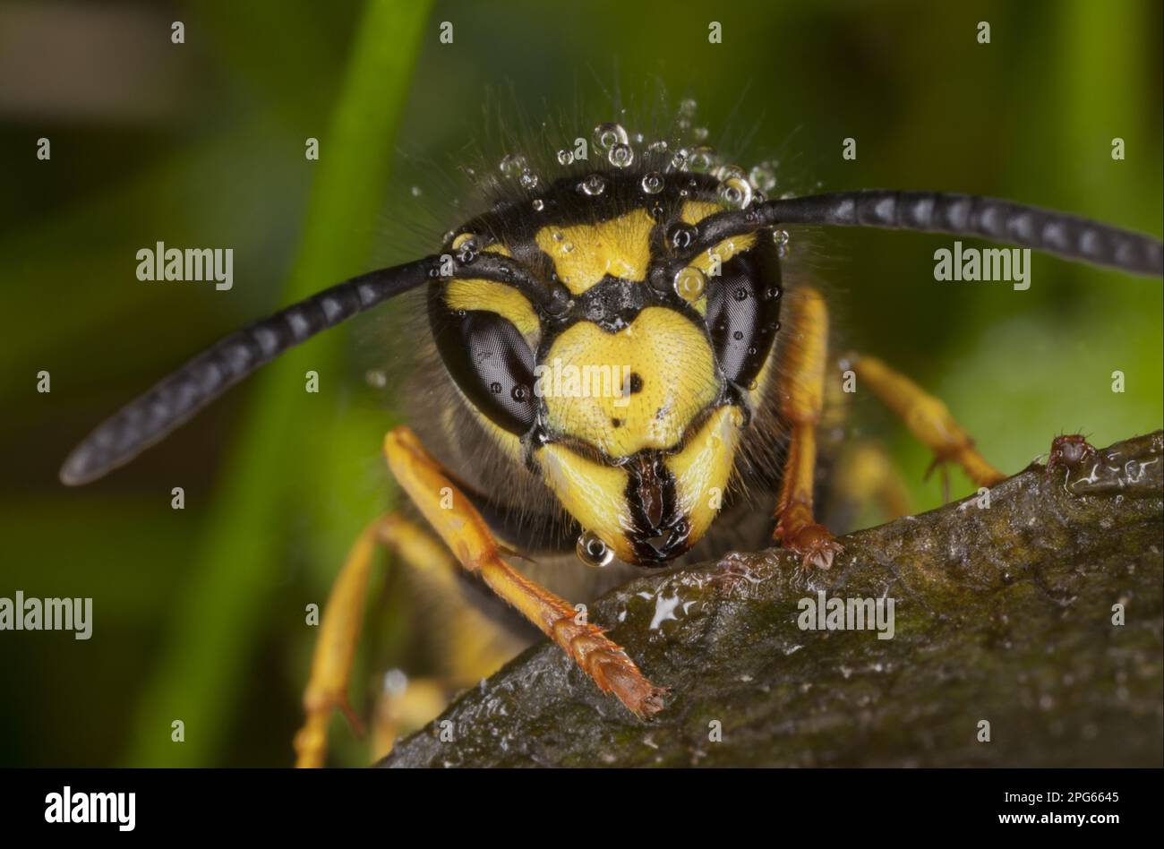 German Wasp (Vespula germanica) adult, close-up of head and antennae ...