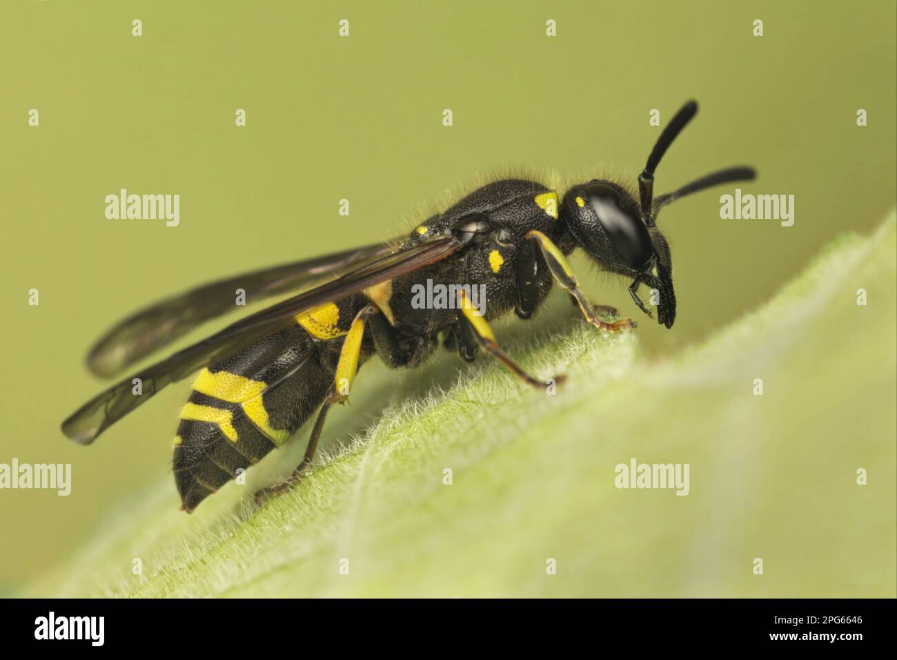 British wasp hi-res stock photography and images - Alamy