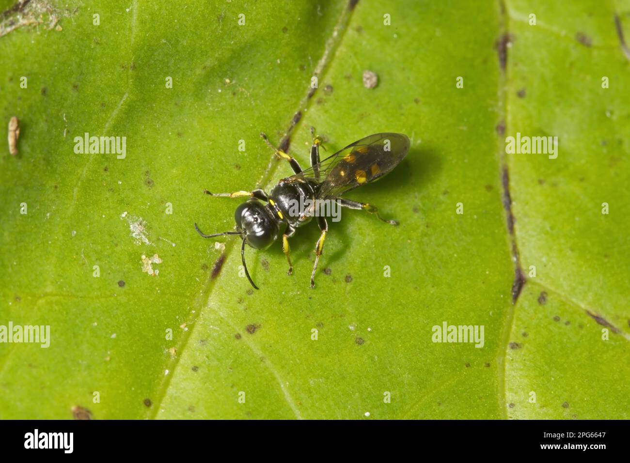 Four-spotted Digger Wasp (Crossocerus quadrimaculatus) adult, resting ...