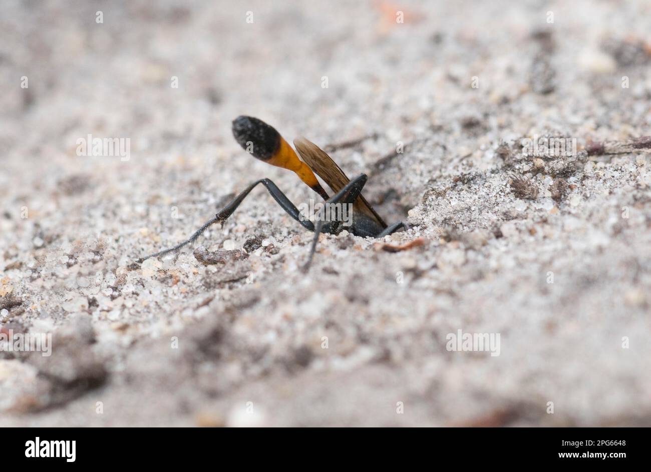 Three-phase sand wasp (Ammophila pubescens), Three-phase sand wasps ...
