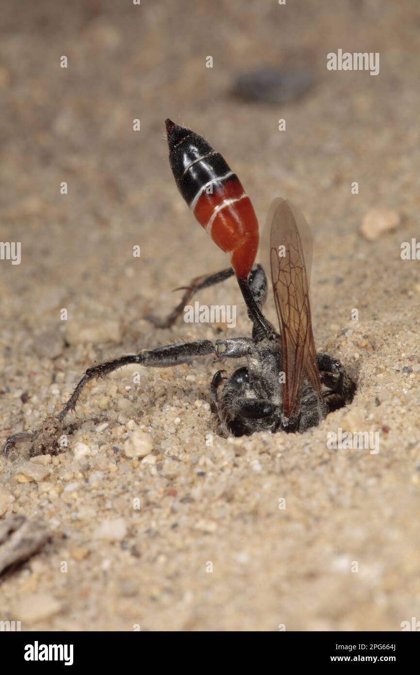 Sand wasp (Sphex albisectus), adult female, digging nest hole, Chaine ...