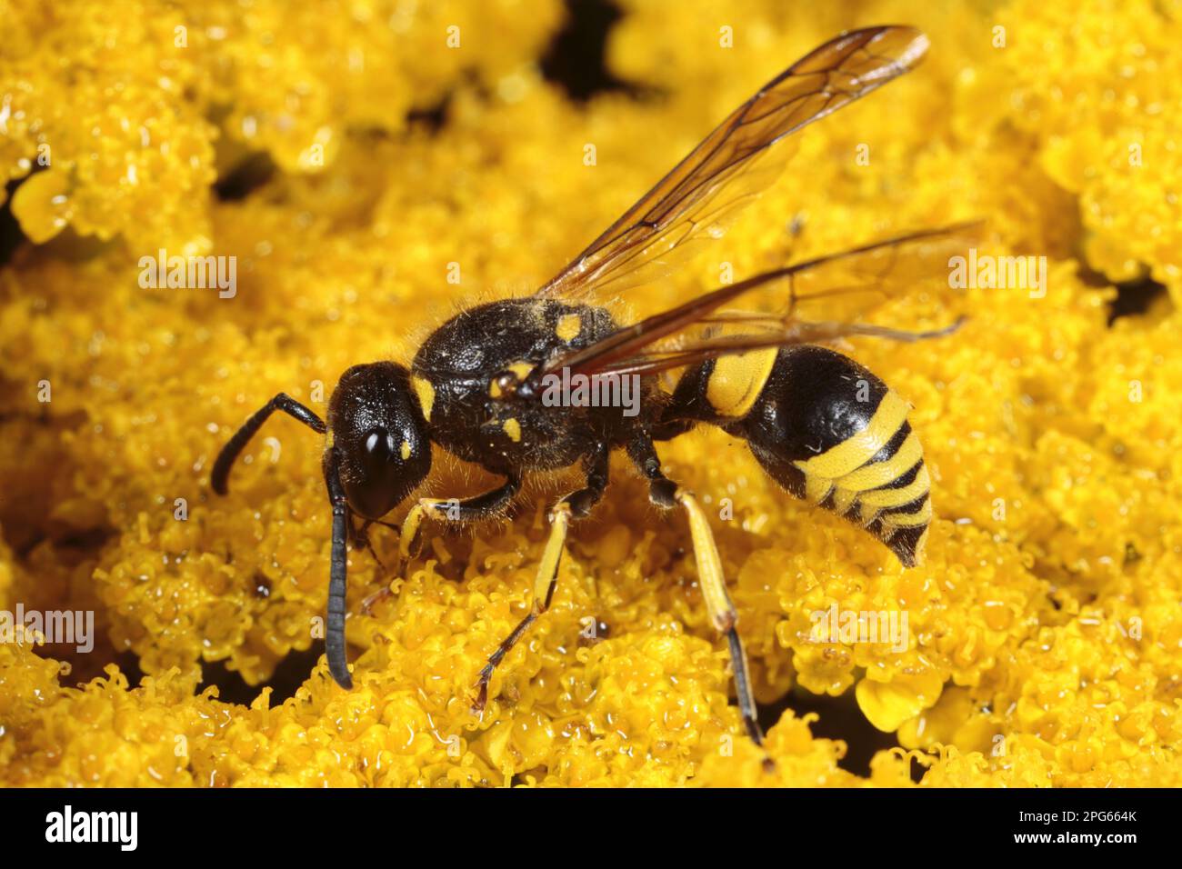Mason wasp (Ancistrocerus parietinus) adult female, feeding on the ...