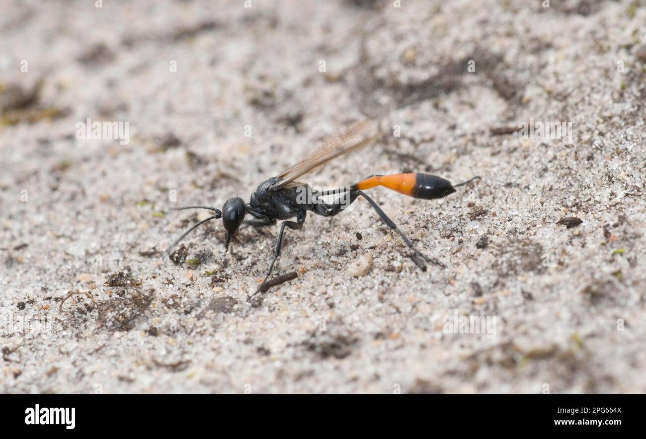 Three-phase sand wasp (Ammophila pubescens), Three-phase sand wasps ...