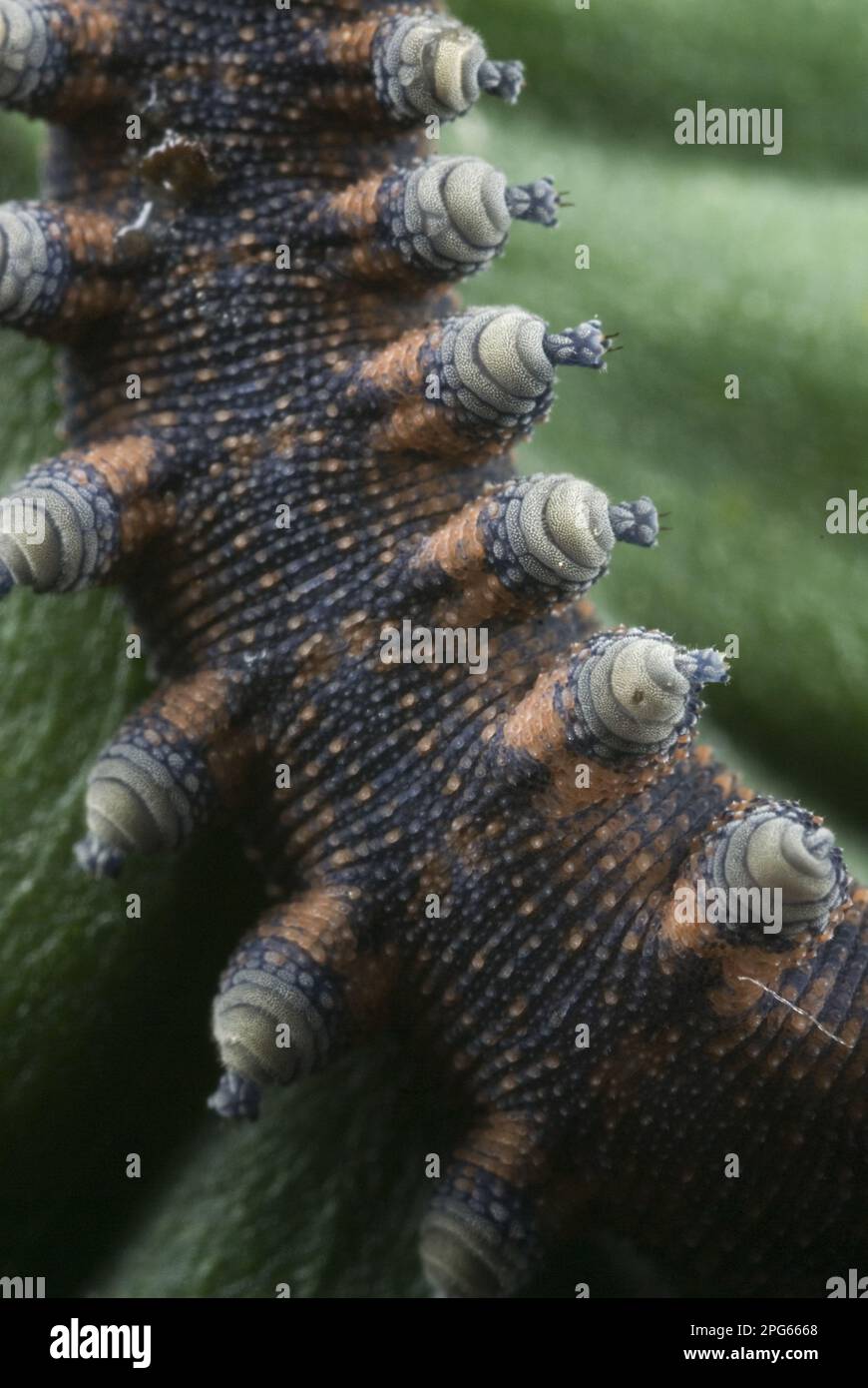 New Zealand velvet worm (Peripatoides novaezealandiae) adult, ventral ...