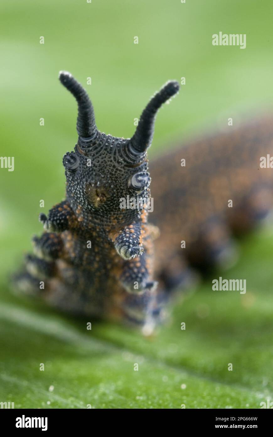 New Zealand velvet worm (Peripatoides novaezealandiae) adult, ventral ...