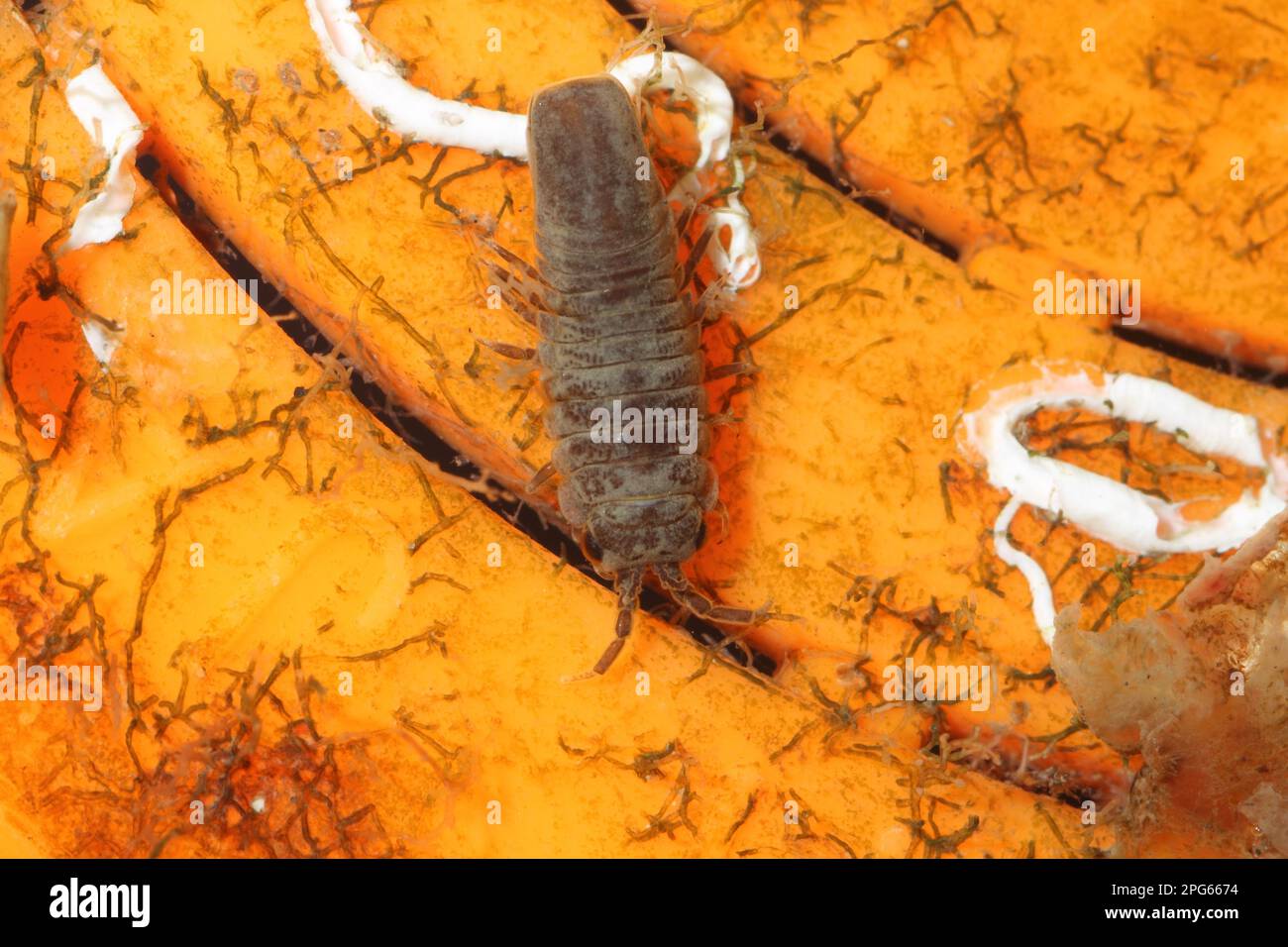 Isopod beach hi-res stock photography and images - Alamy