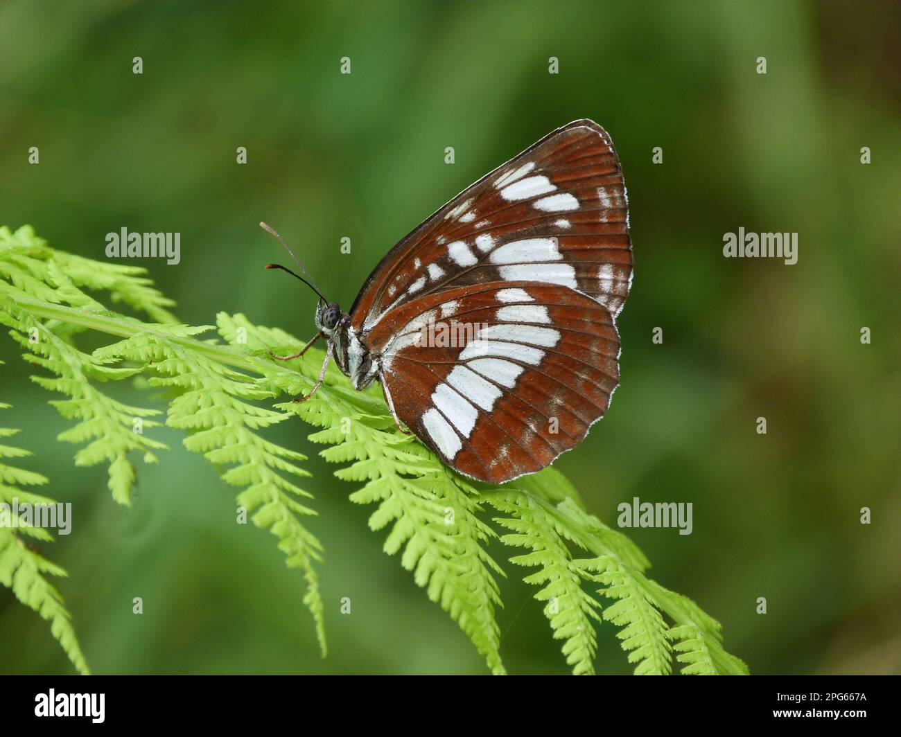 Black Fritillary, Black Fritillary, Other animals, Insects, Butterflies ...
