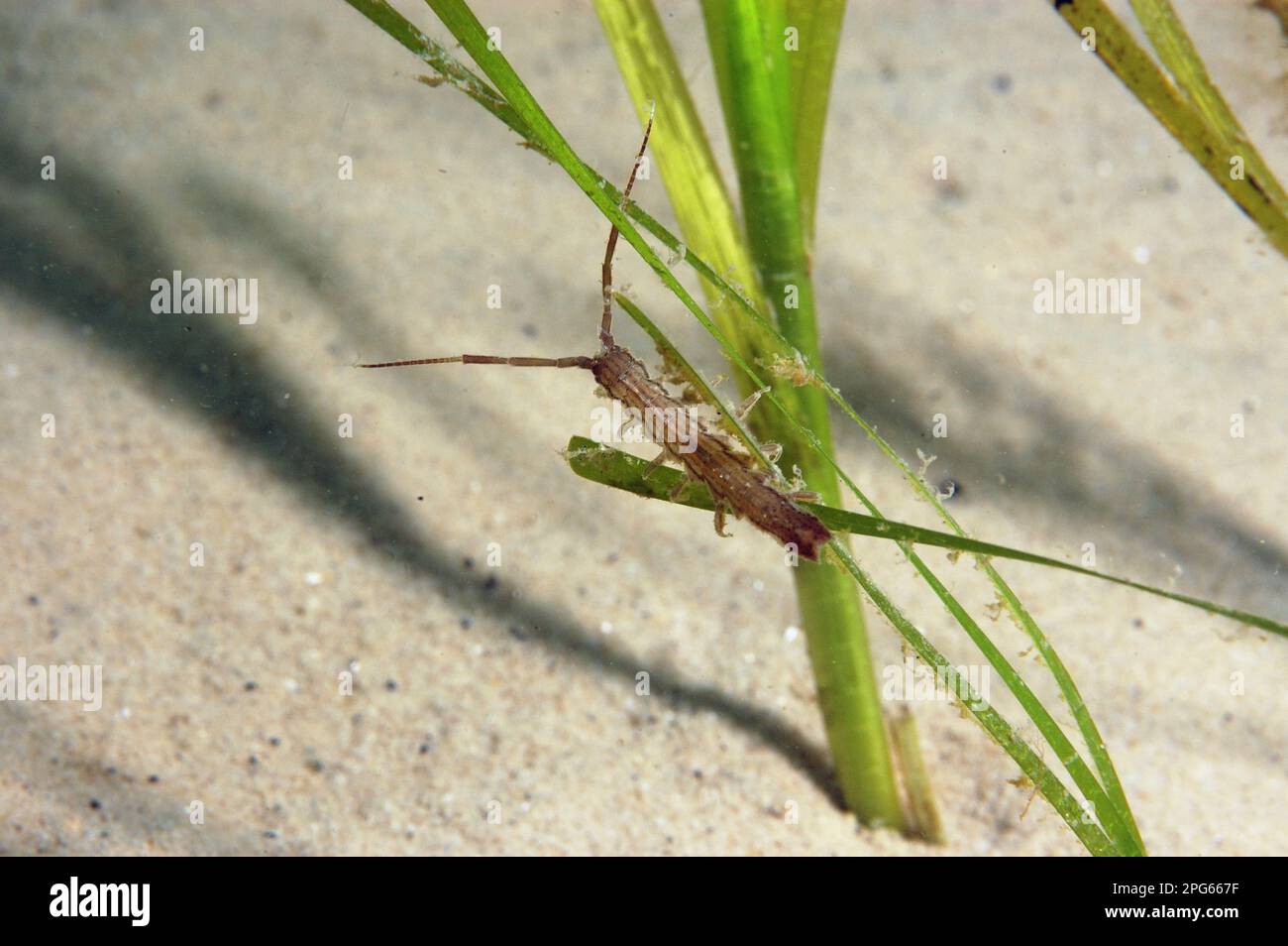 Isopod (Idotea linearis) adult, among seagrass on sandy seabed ...