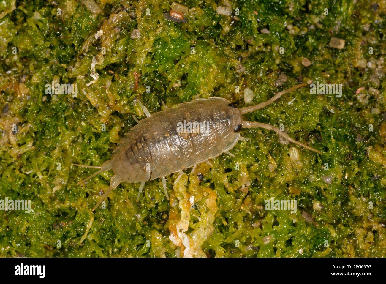 Sea roach (Ligia oceanica) adult, feeding at night under gutweed ...