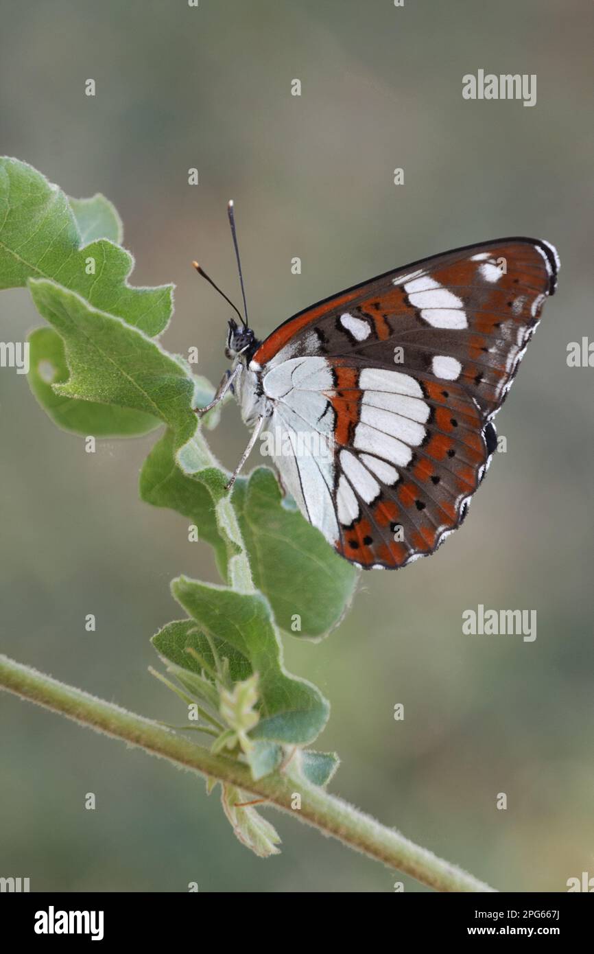 Southern White southern white admiral (Limenitis reducta) adult ...