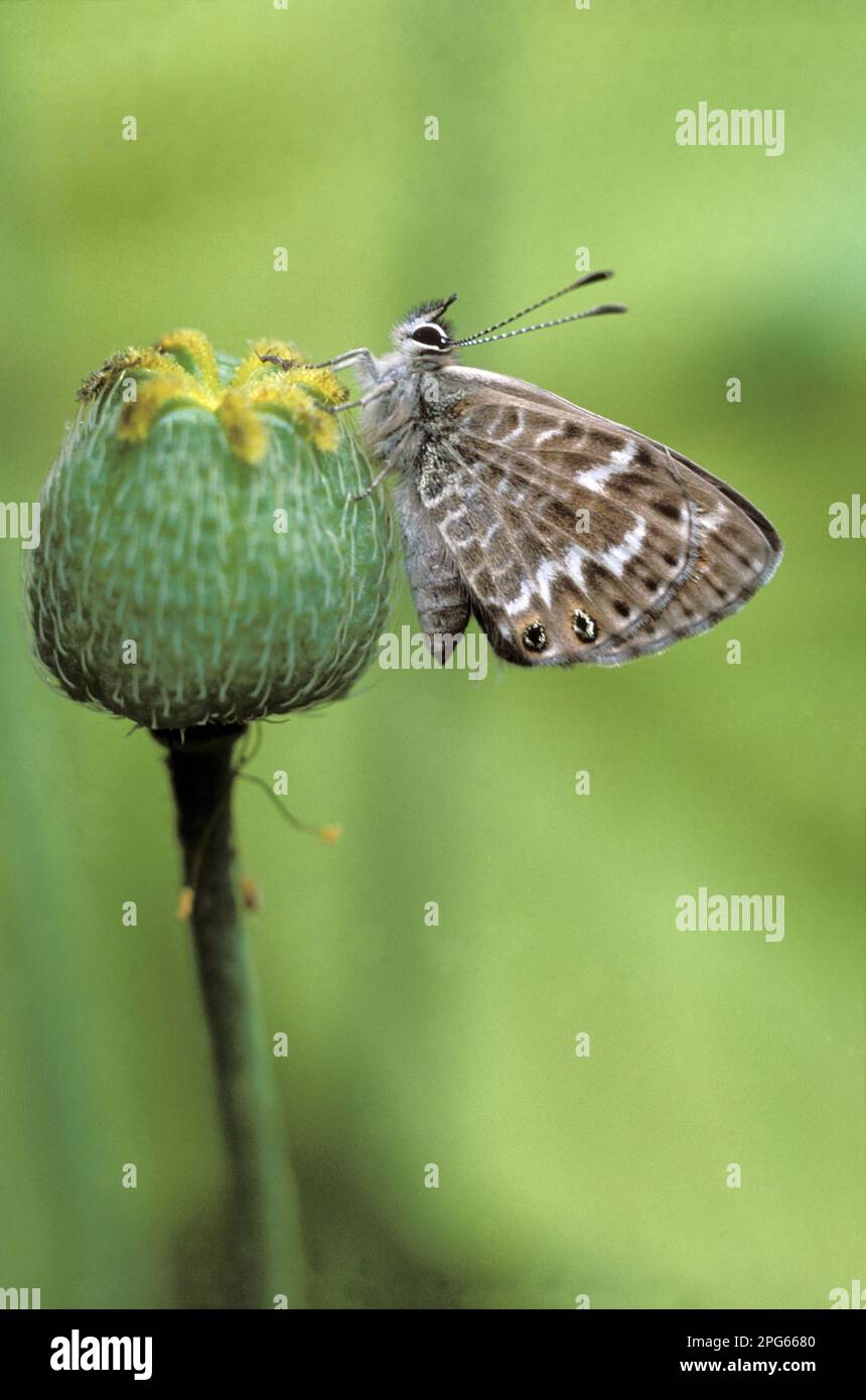 Blue canary hi-res stock photography and images - Alamy