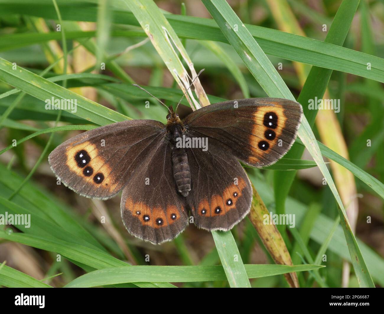 Scotch Argus (Erebia aethiops) adult female, resting on grass, France ...