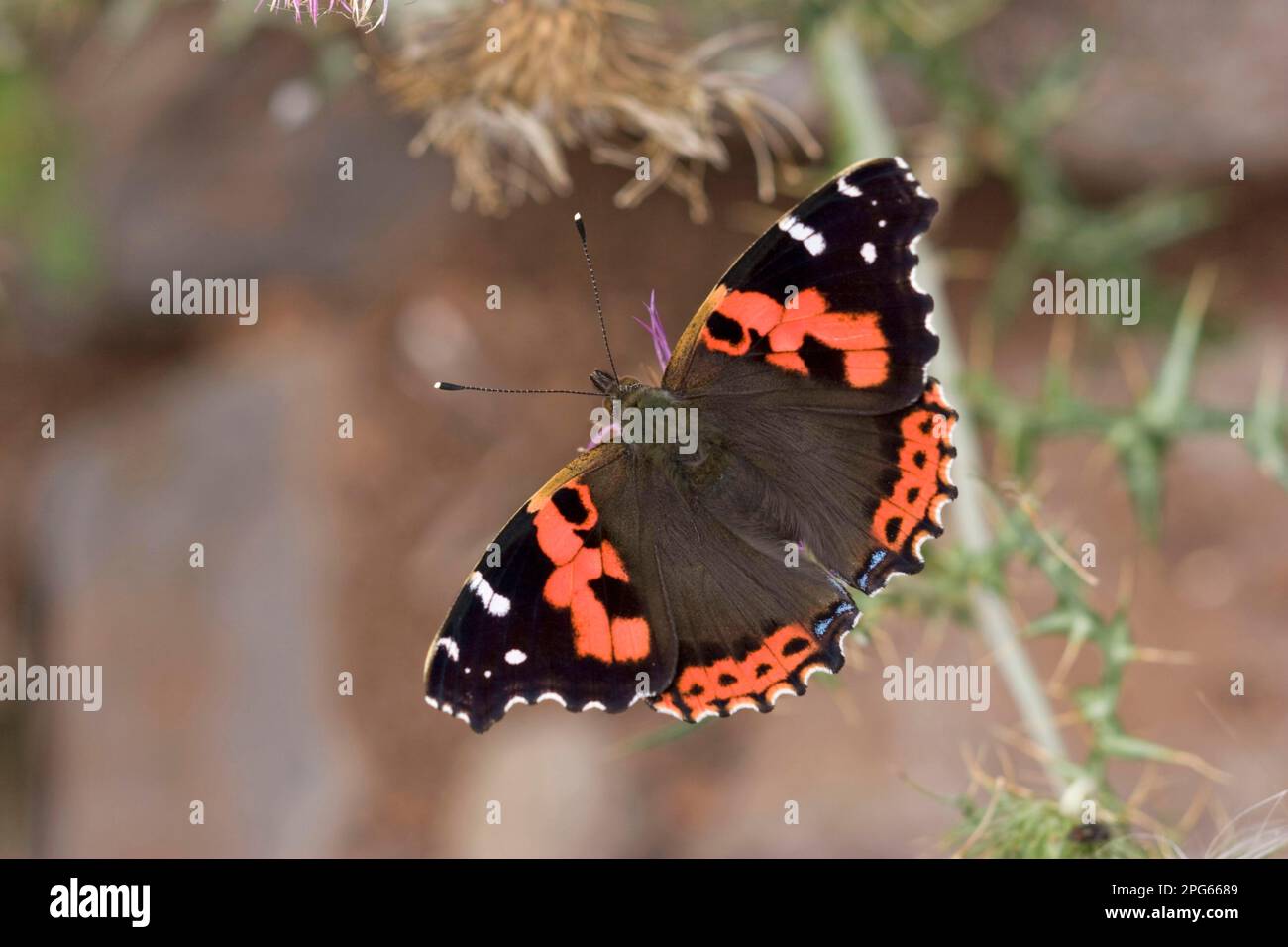 Canary red admiral (Vanessa brush-footed butterfly (Nymphalidae), Other ...