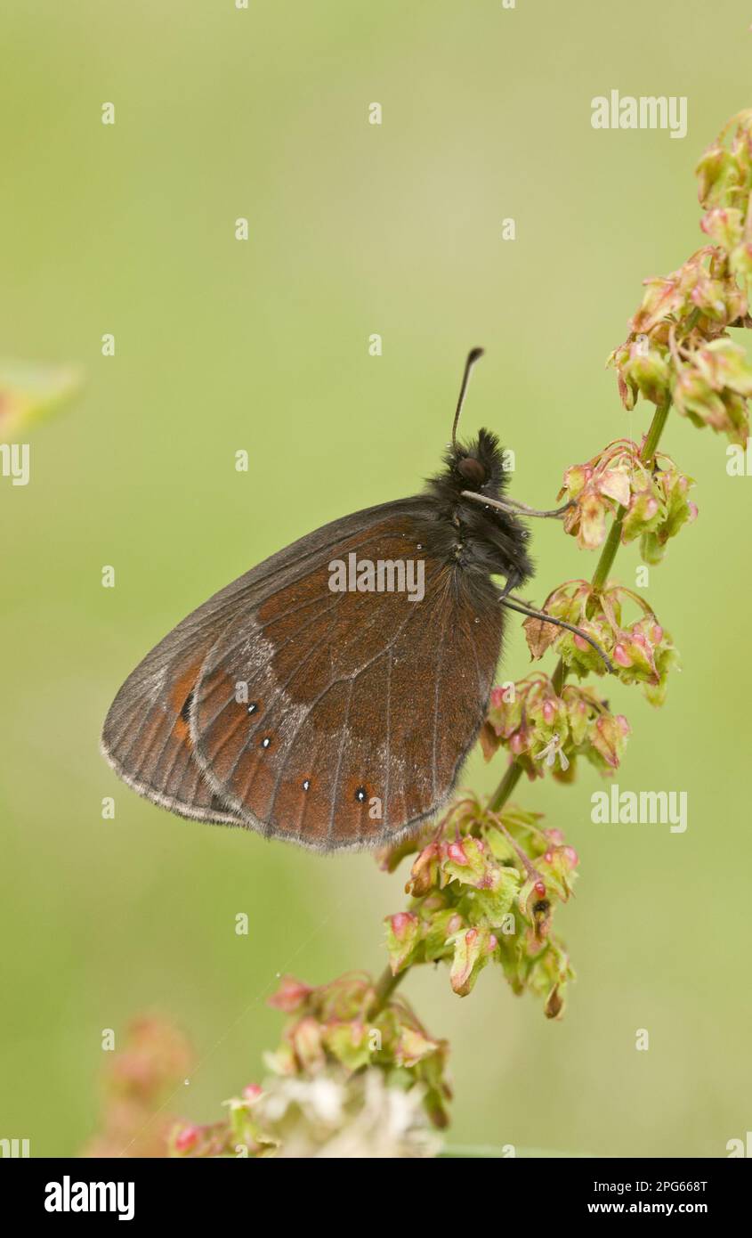 Scotch Argus (Erebia aethiops) adult, resting on dock, Pontic Mountains ...