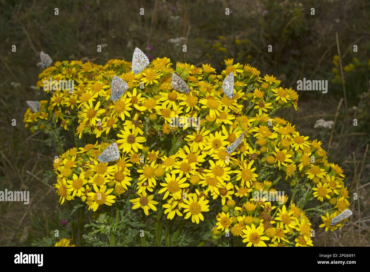 Chalkhill Blue (Lysandra coridon) adults, group feeding on Common ...