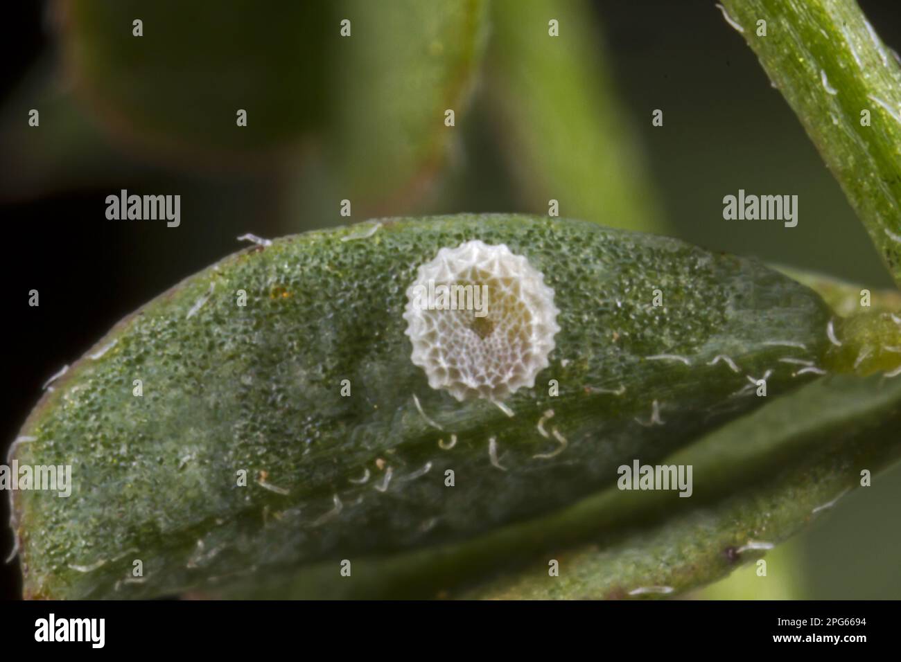 Chalkhill Blue (Lysandra coridon) egg, on Horseshoe Vetch (Hippocrepis ...