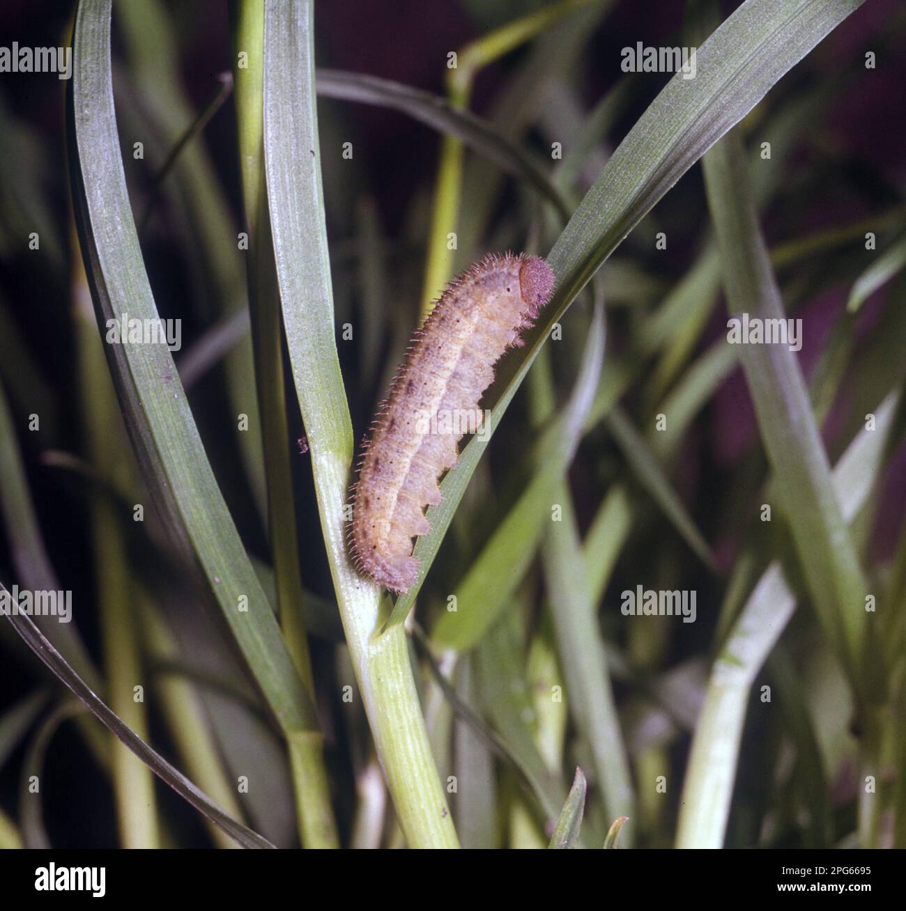 Scotch argus (Erebia aethiops), Forest Moor Fritillary, Moor Fritillary ...