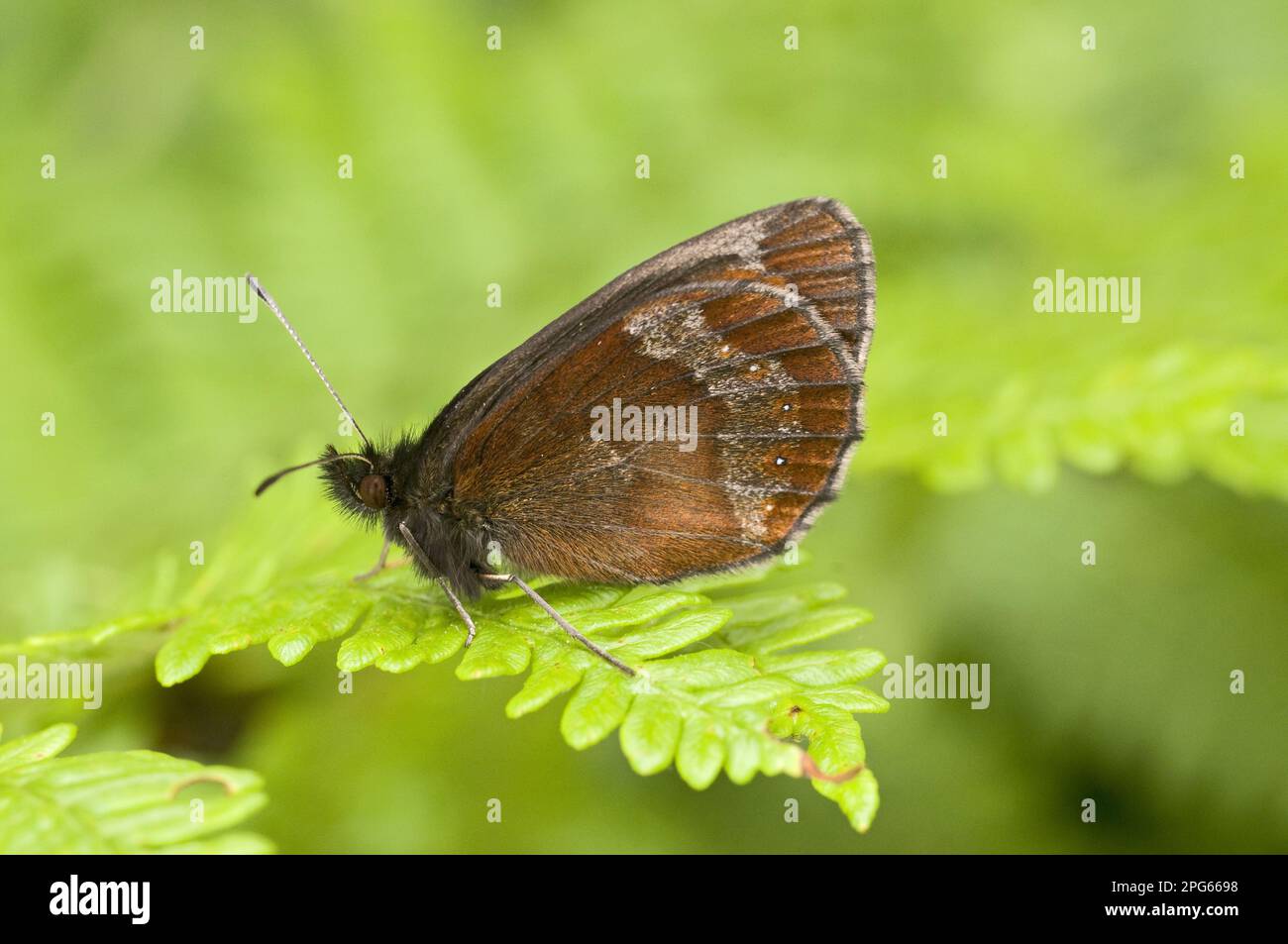 Scotch argus (Erebia aethiops), Forest Moor Fritillary, Moor Fritillary ...