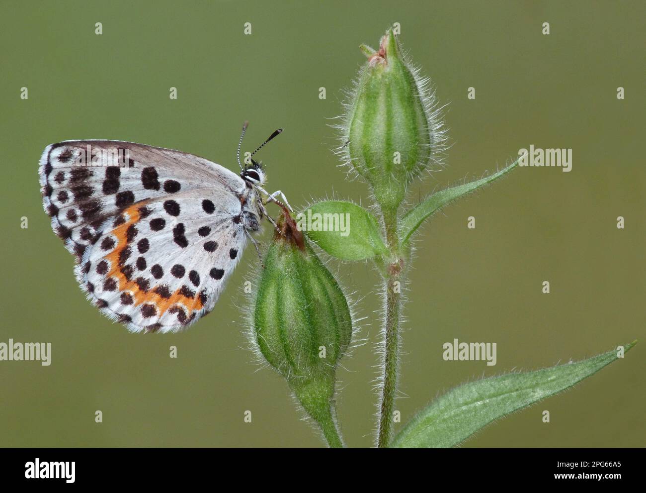 Chequered Blue (Scolitantides orion) adult, resting on Red Campion ...