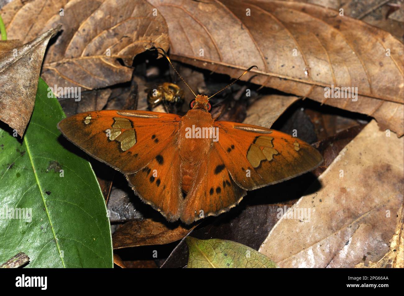 Skipper butterfly (Hesperiidae), Other animals, Insects, Butterflies ...