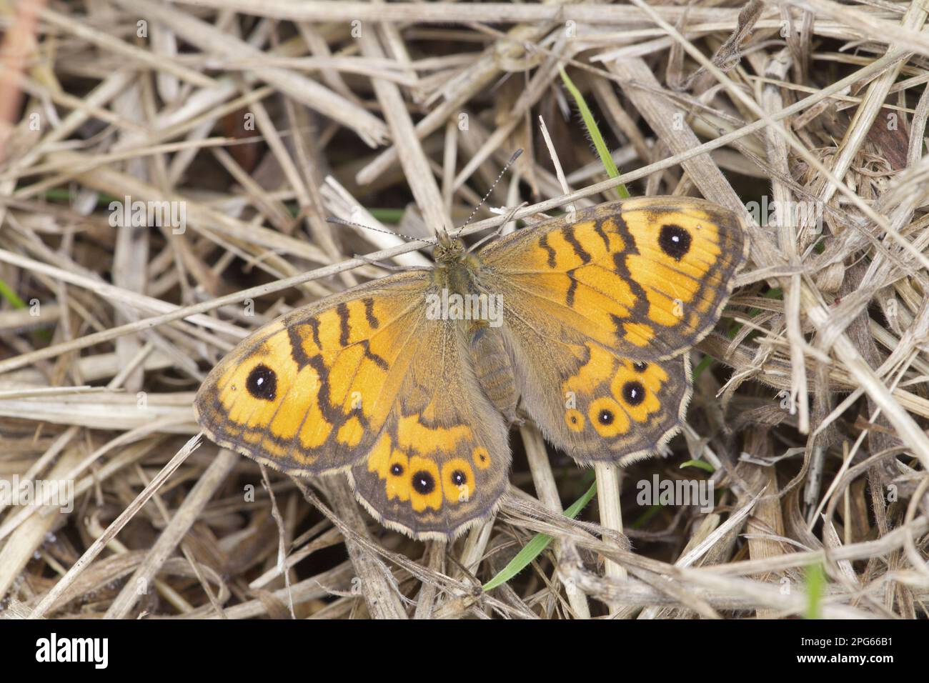 Wall Fox, Wall Foxes, wall browns (Lasiommata megera), Other animals ...