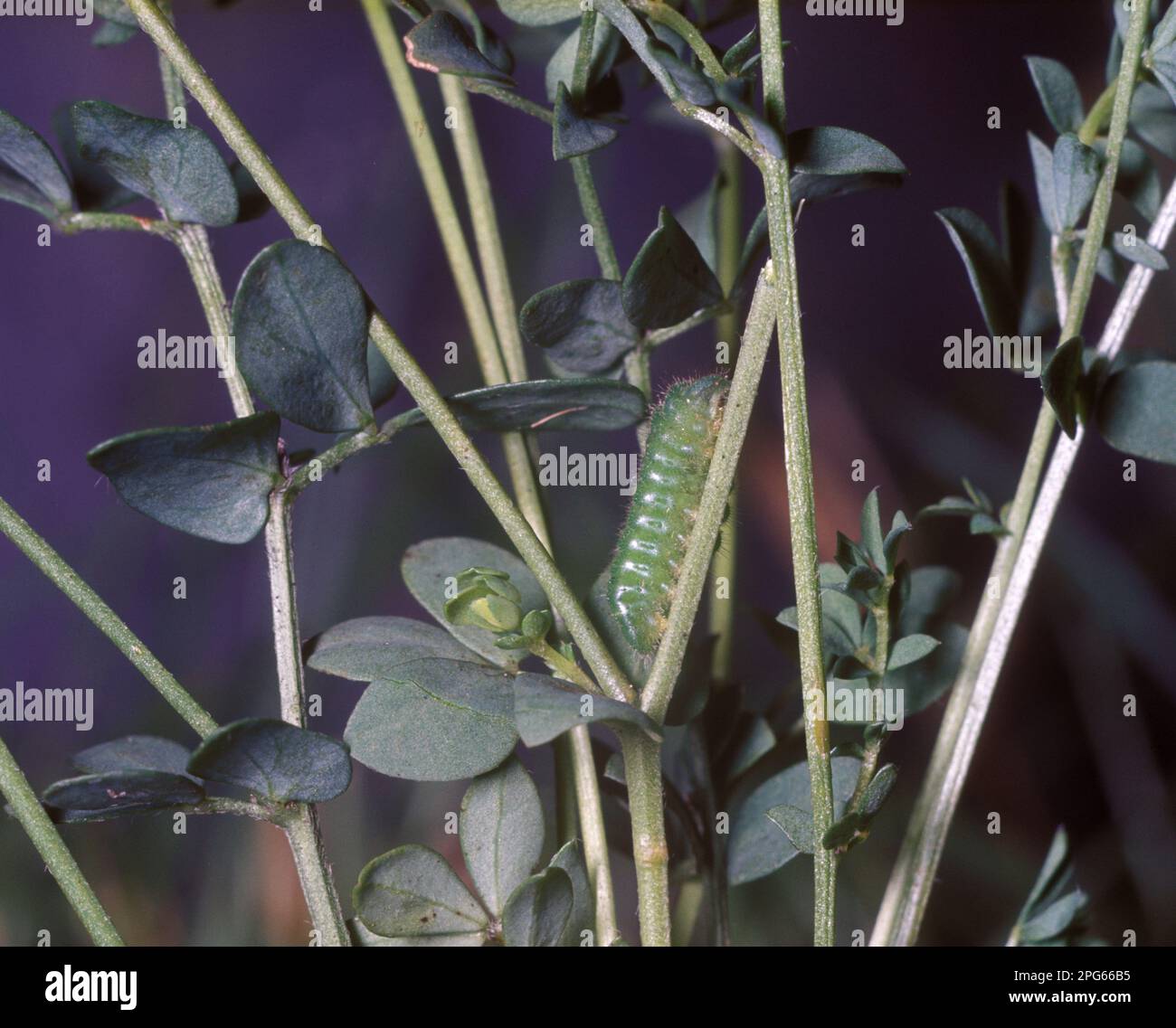 Blue butterfly, Common blue, Blue butterflies, Other animals, Insects ...